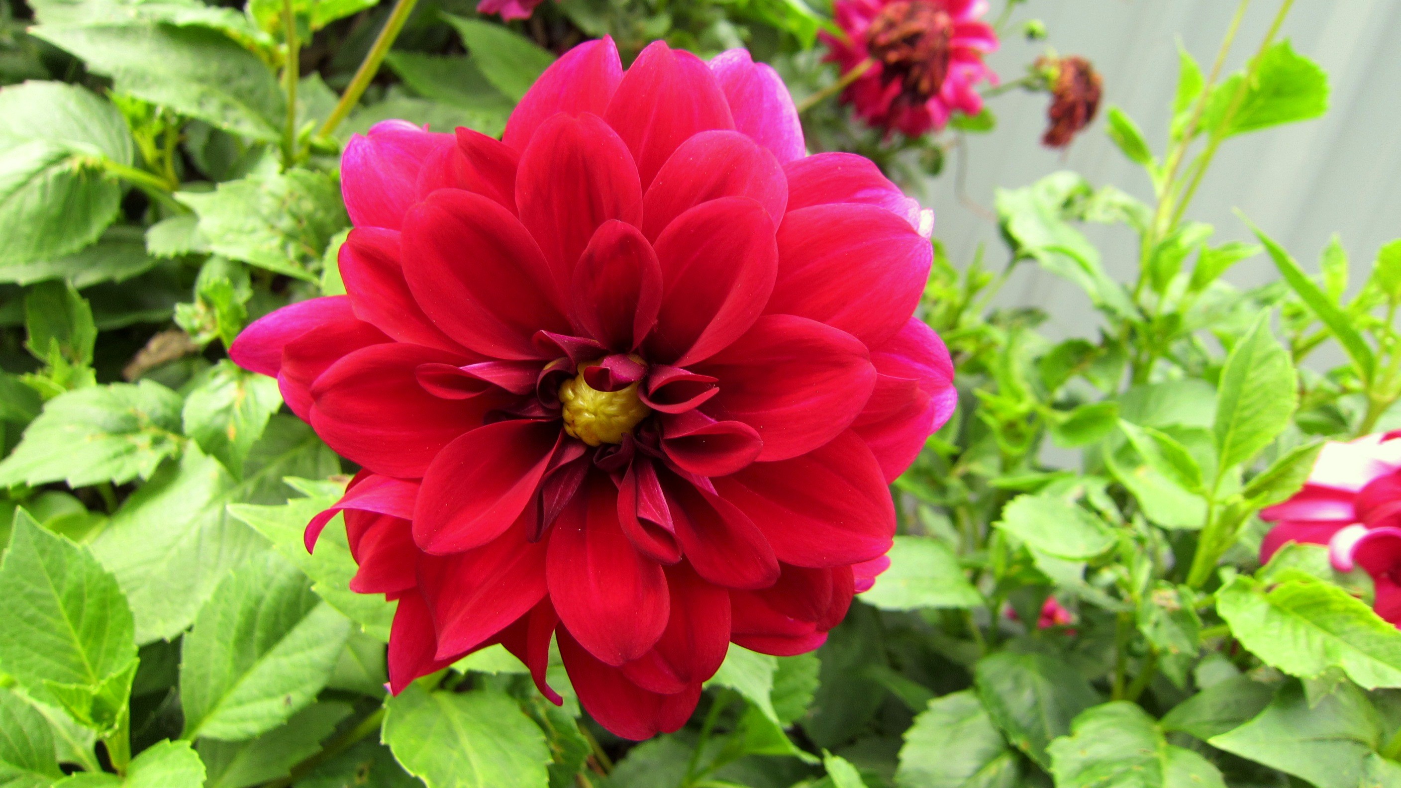 Download Red Flower Close-up Flower Nature Dahlia HD Wallpaper