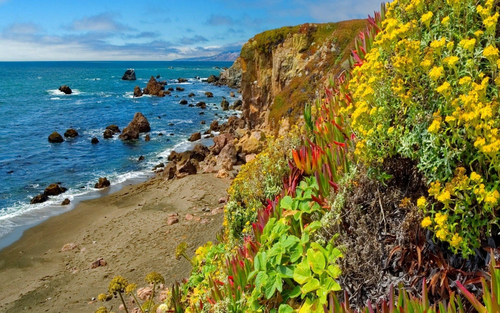 Download Flower Ocean Nature Coastline HD Wallpaper
