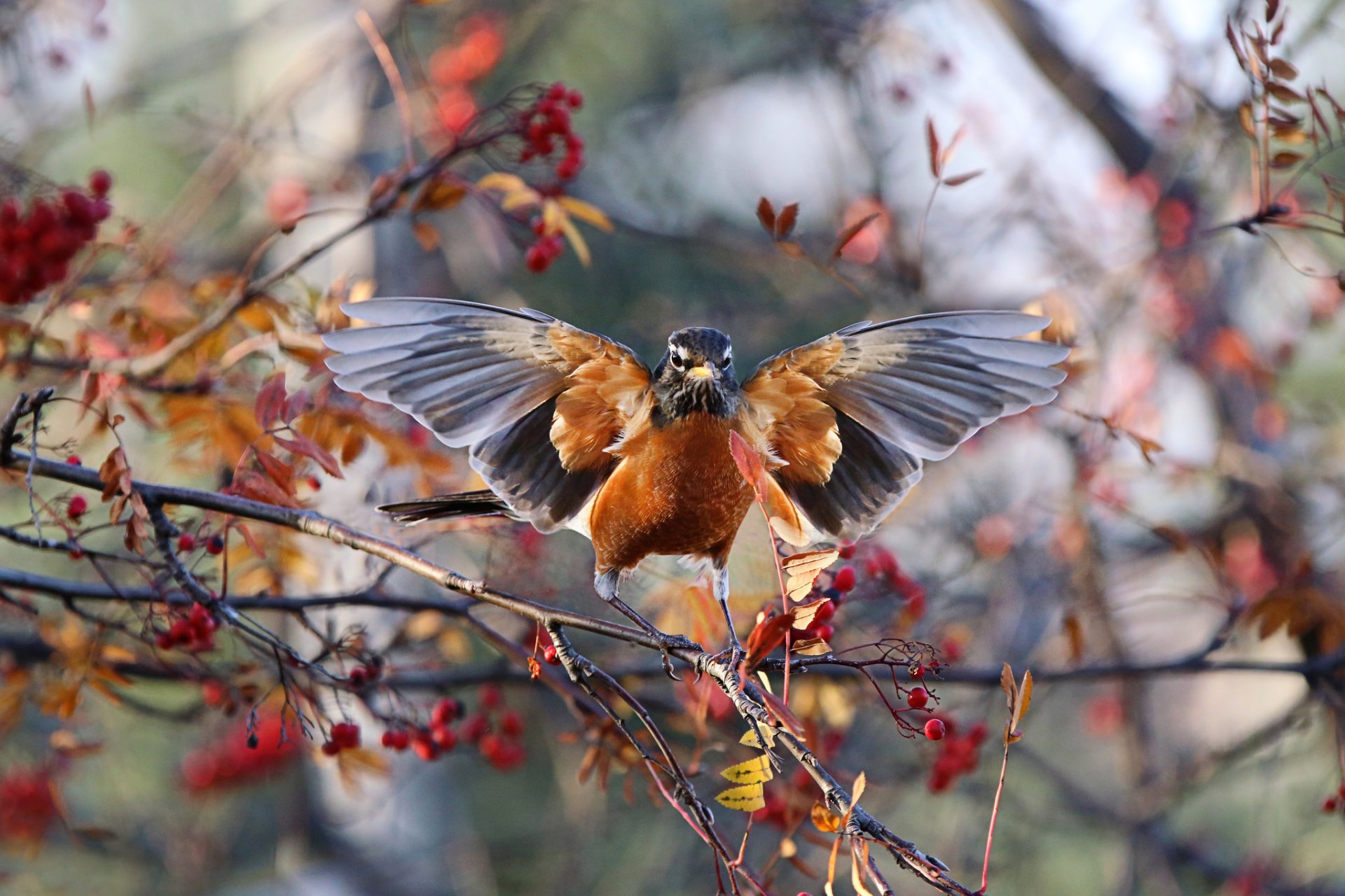 Download Branch Bird Animal American Robin HD Wallpaper by Li Feng