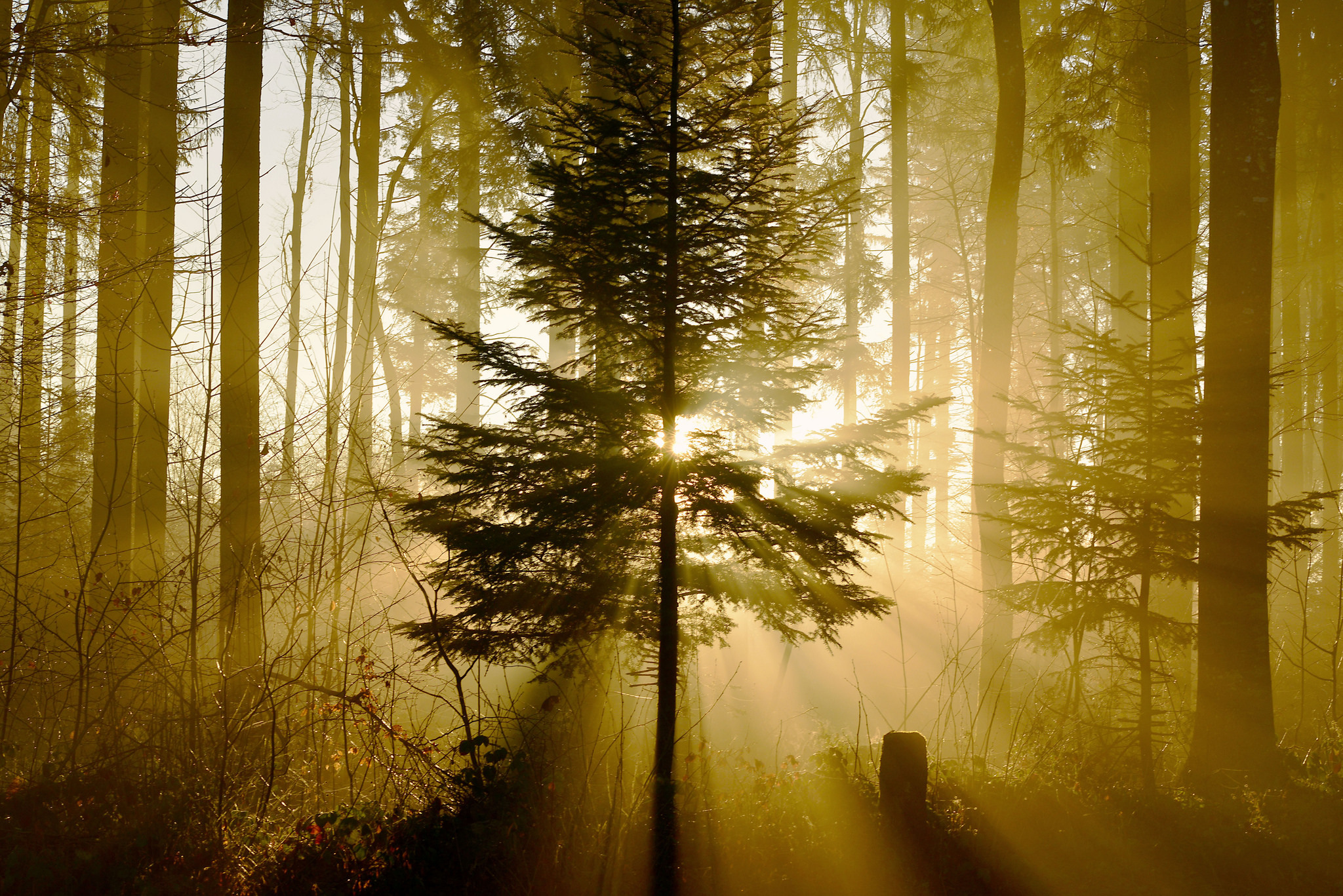 Sunlit Forest Serenity: HD Nature Wallpaper with Trees and Golden Beams