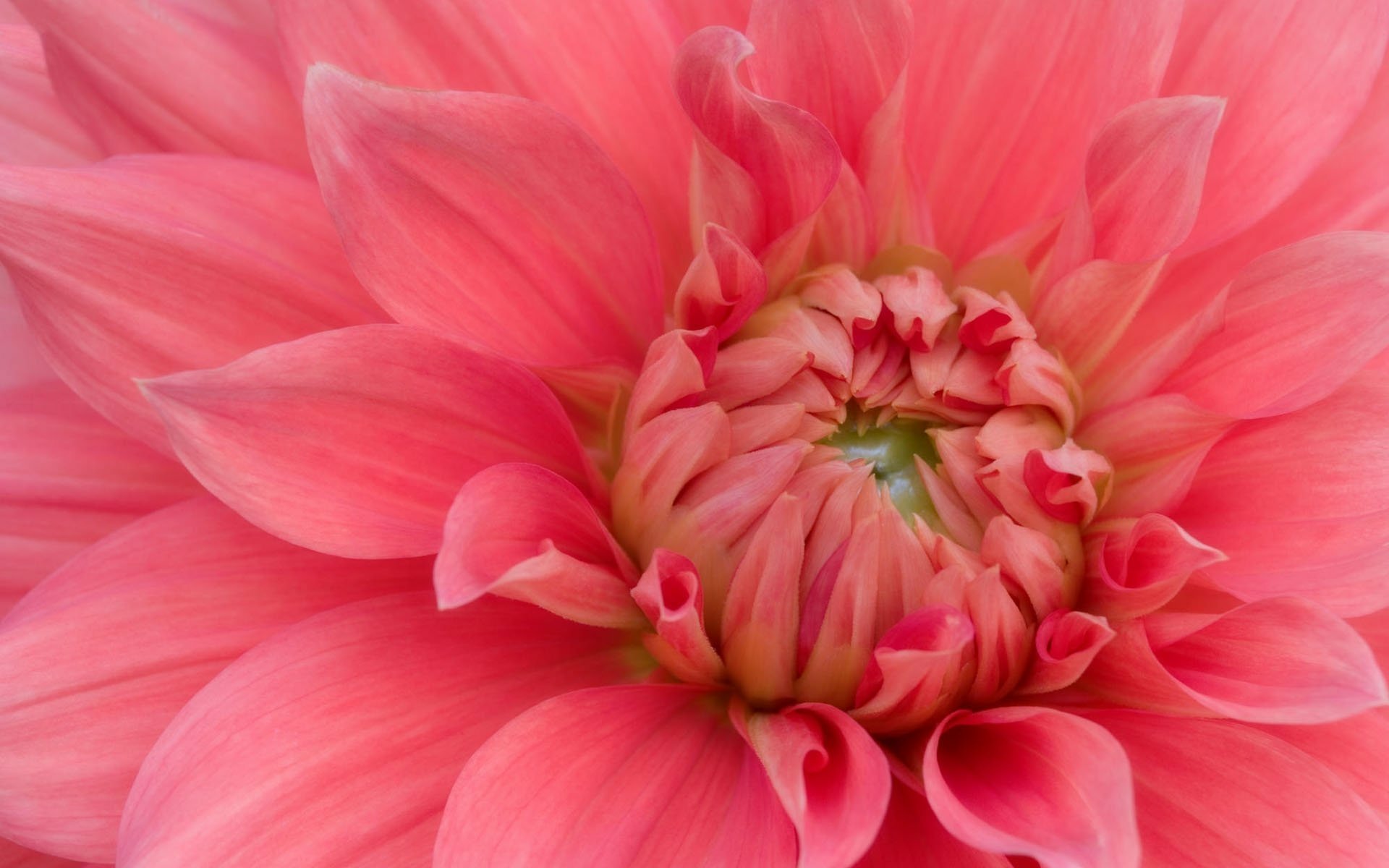 Vibrant Pink Dahlia: A Stunning Close-Up Nature HD Wallpaper
