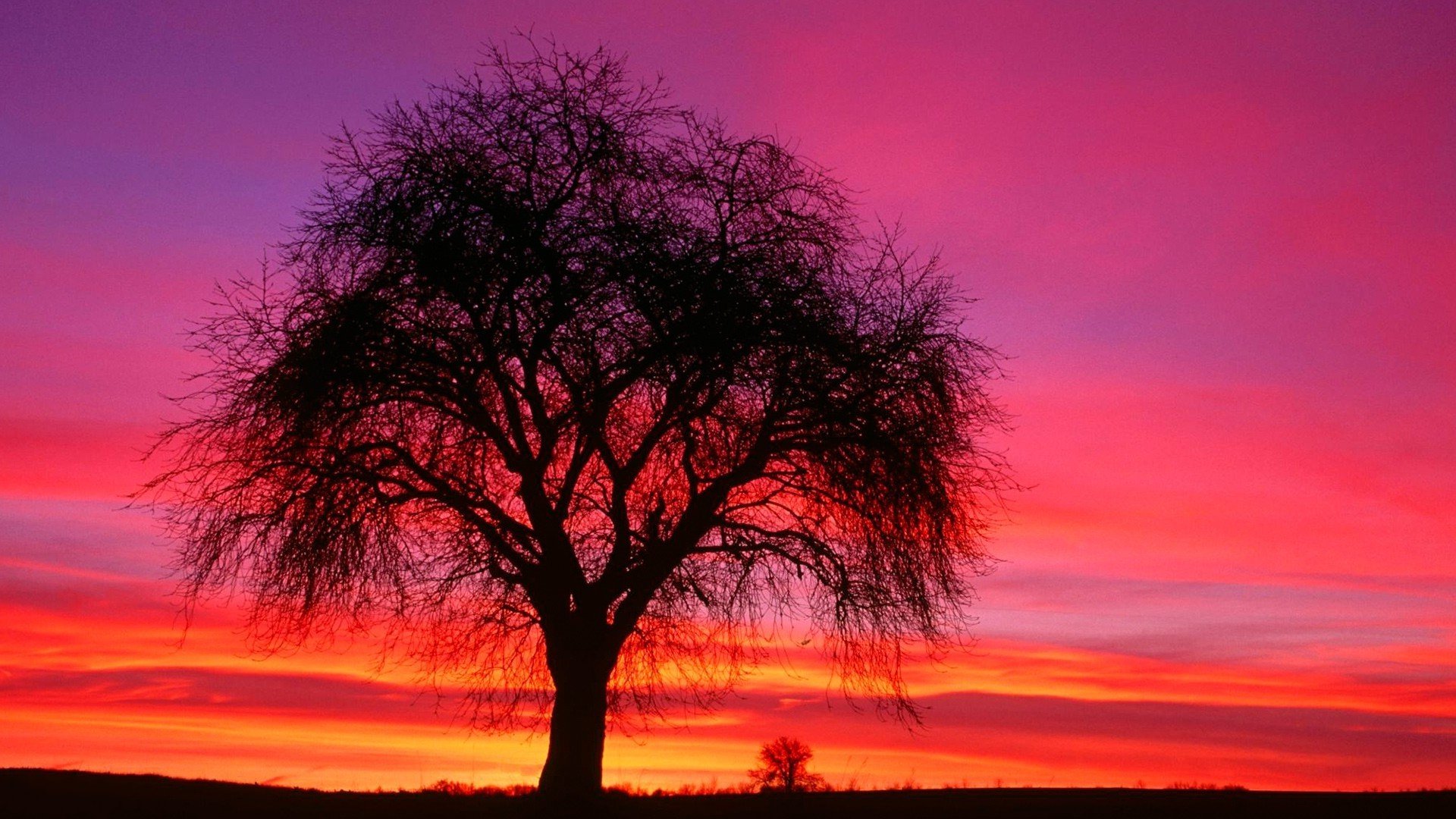 Download Purple Pink Sky Field Silhouette Tree Nature Sunset HD Wallpaper