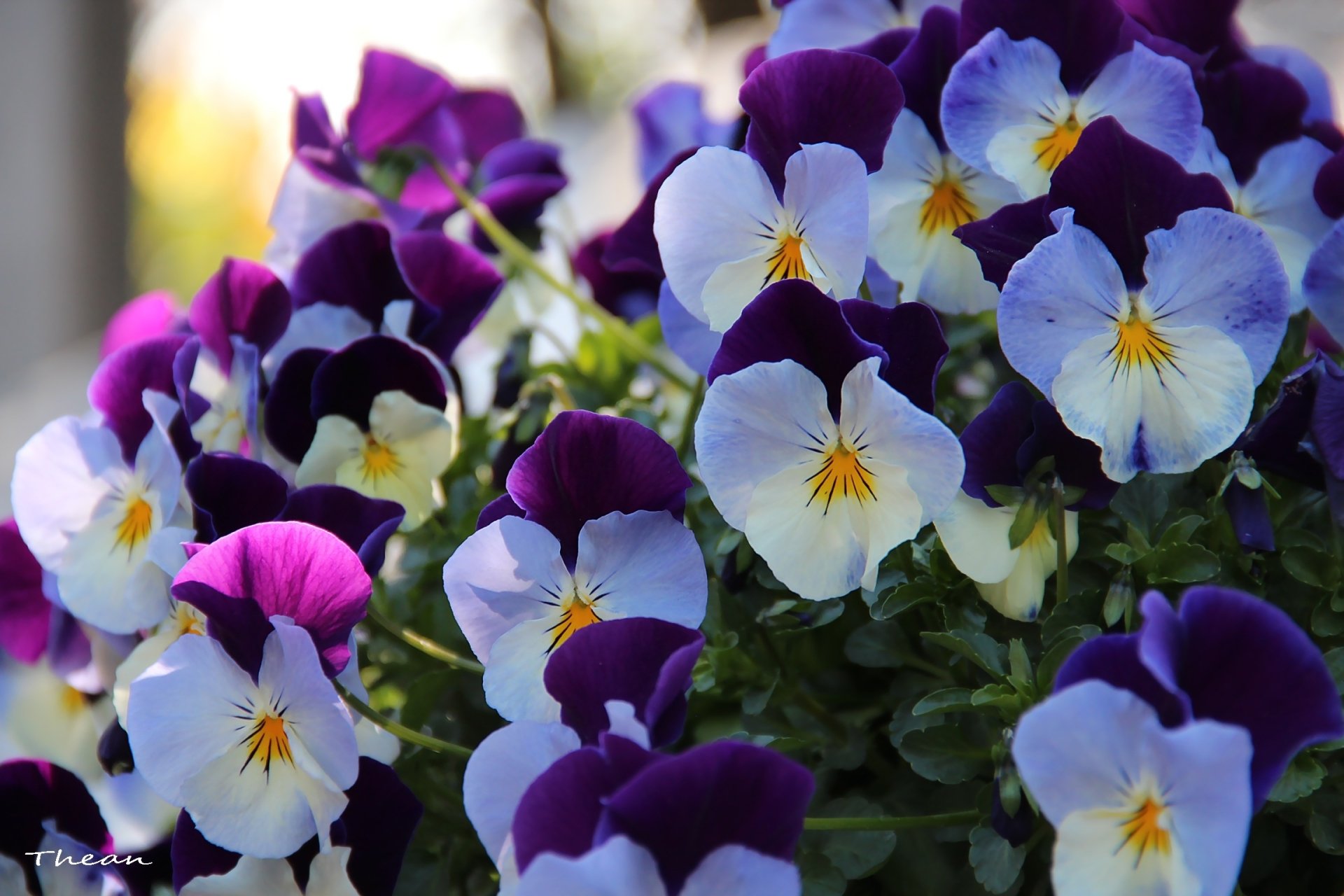 Download Purple Flower White Flower Close-up Flower Nature Pansy HD ...