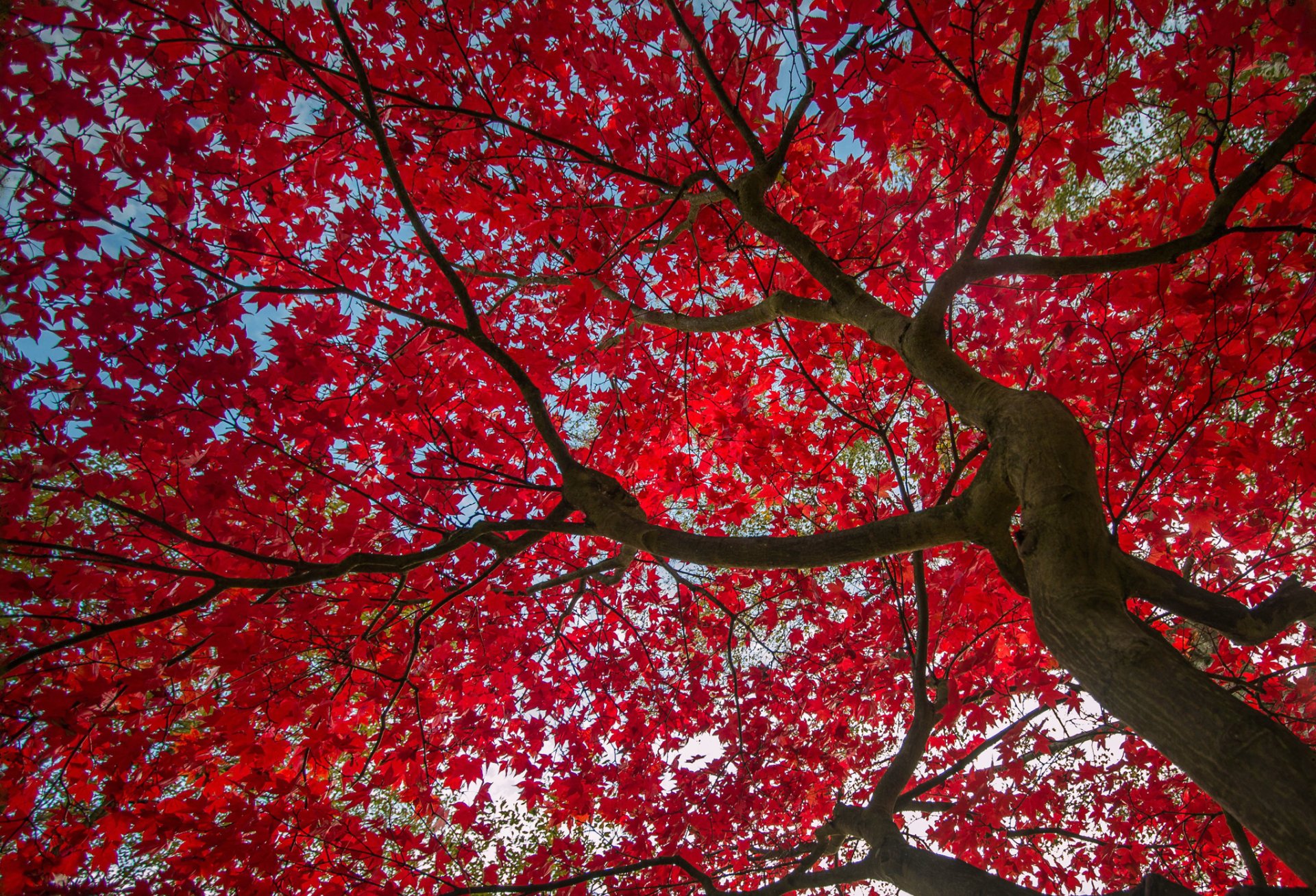 Download Canopy Red Fall Leaf Nature Tree HD Wallpaper