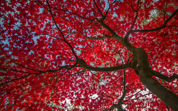 Download Canopy Green Nature Tree HD Wallpaper