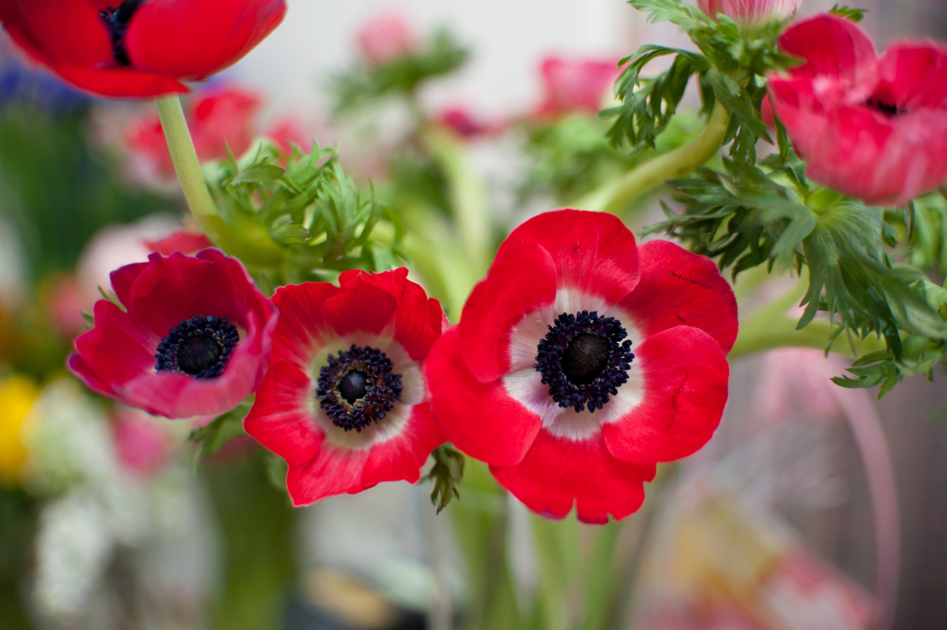 Download Close-up Red Flower Flower Nature Anemone HD Wallpaper ...