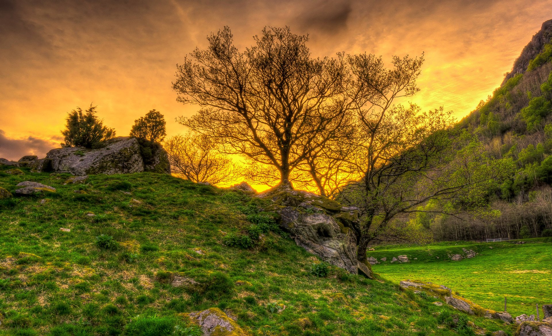 Download Sunset Green Nature Tree HD Wallpaper