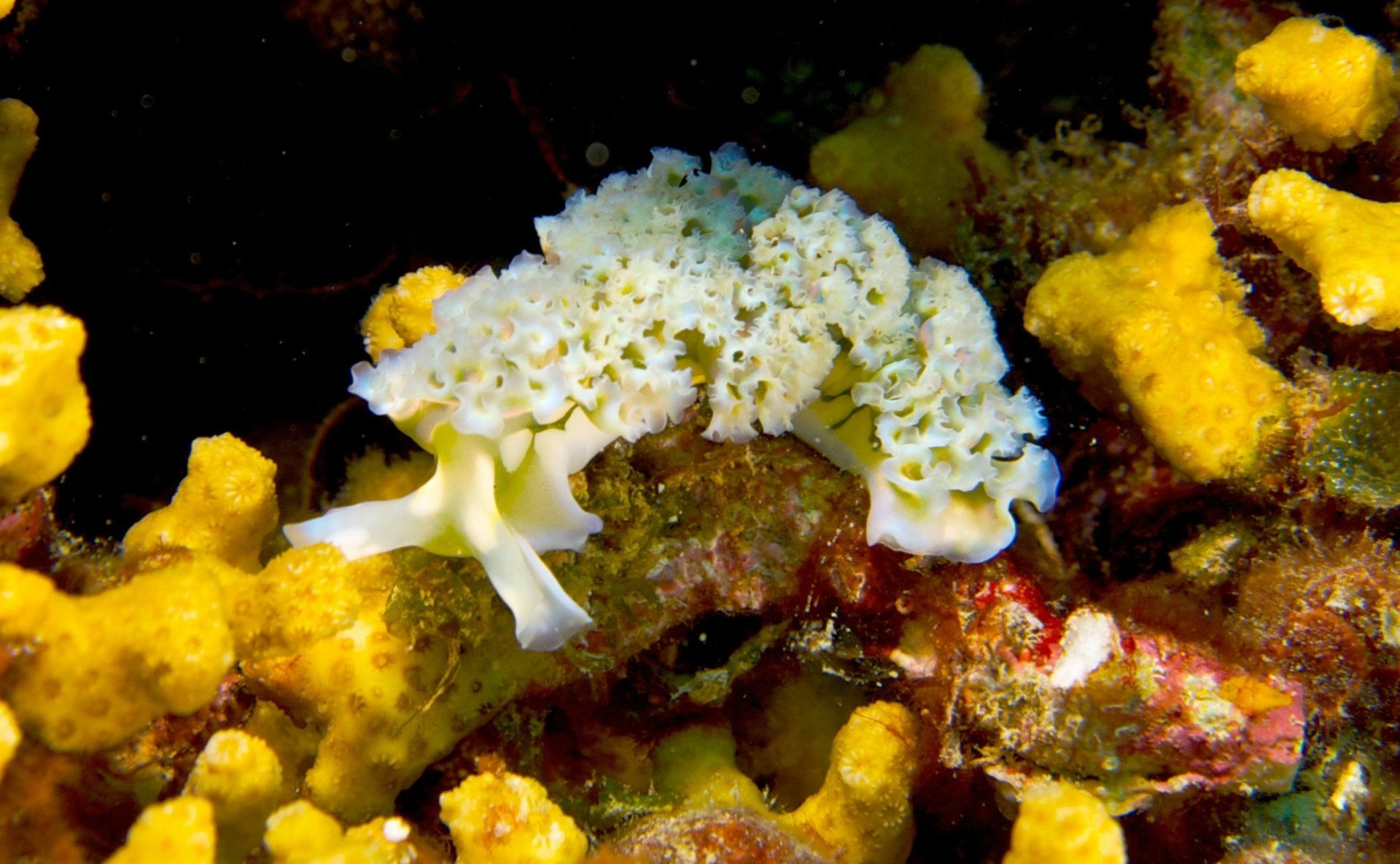 Download Nudibranch Animal Sea Slug HD Wallpaper | 2091x1291 ...