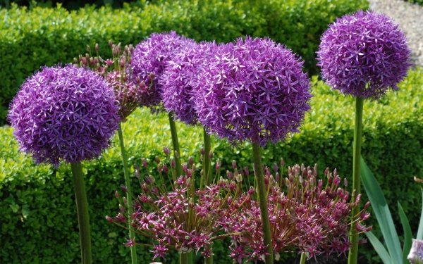 [10+] Allium Wallpapers