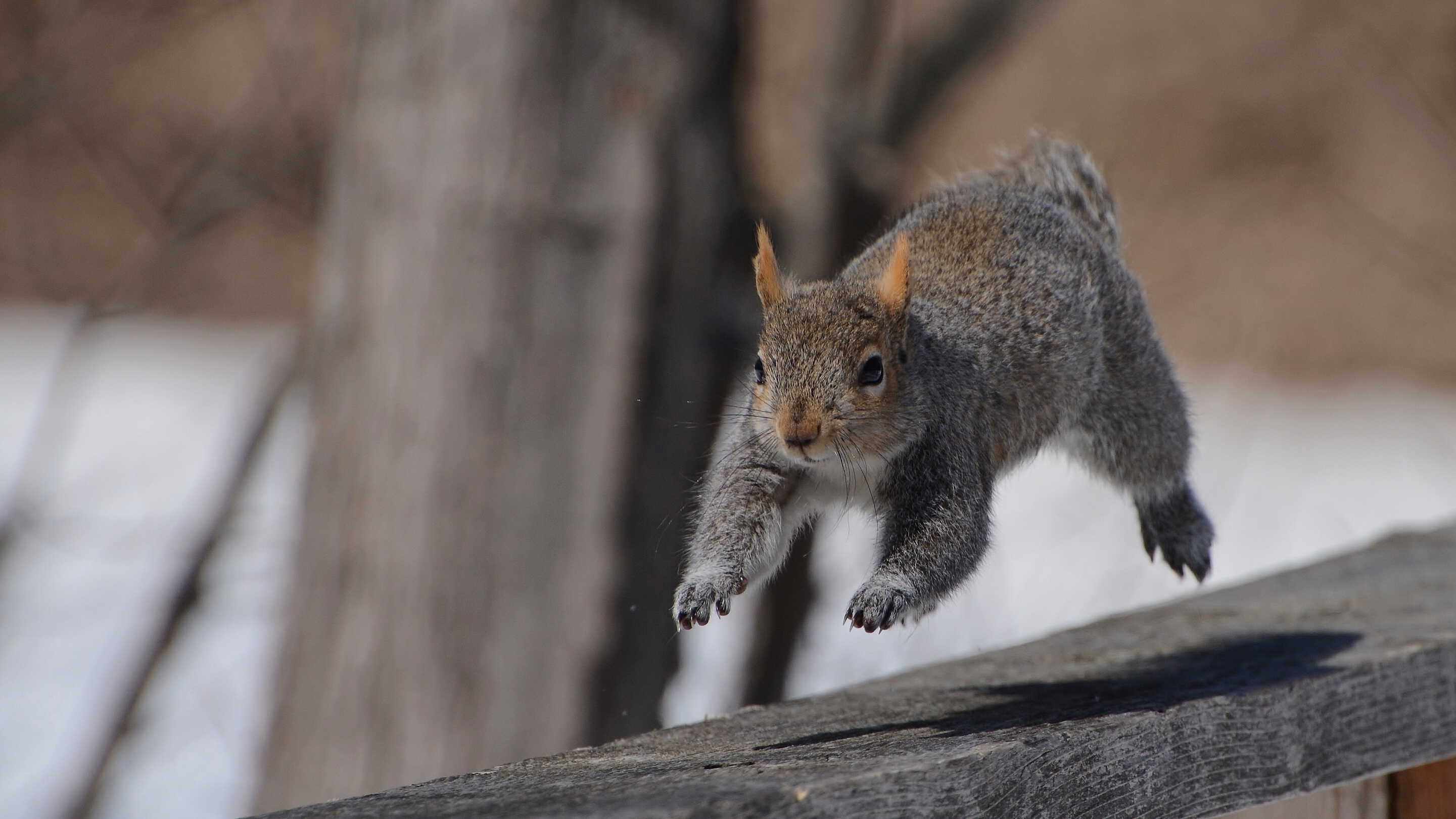 Download Blur Rodent Animal Squirrel HD Wallpaper