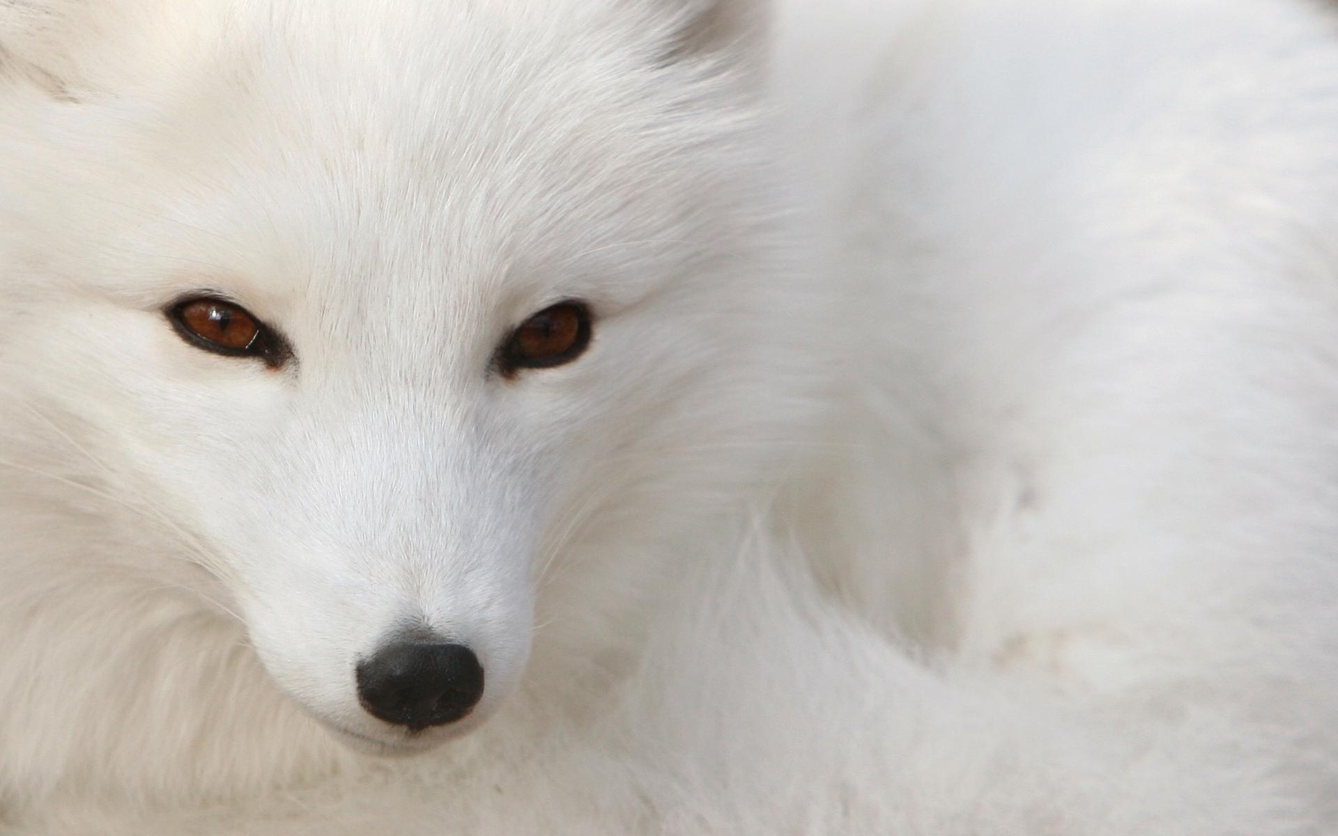 Download White Close-up Face Animal Arctic Fox HD Wallpaper