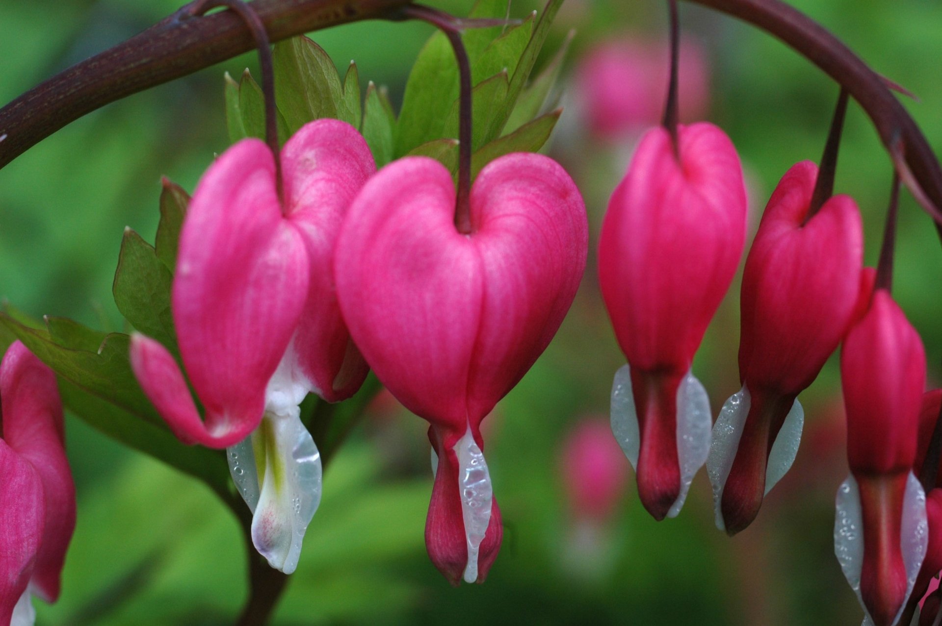 HD Wallpaper of Pink Bleeding Heart Flowers in Nature