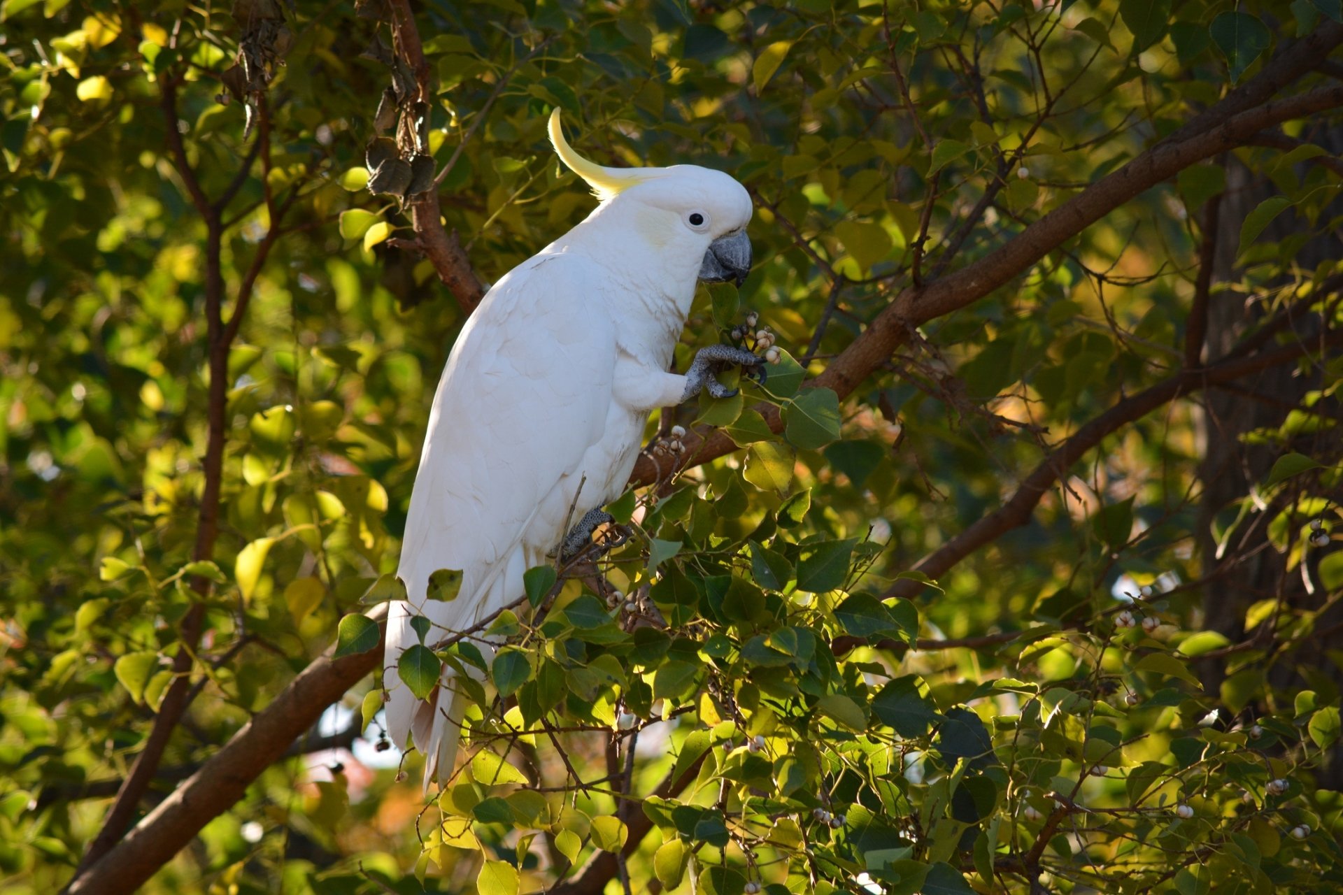 Sulphur-crested Cockatoo in a Park near my House HD Wallpaper ...