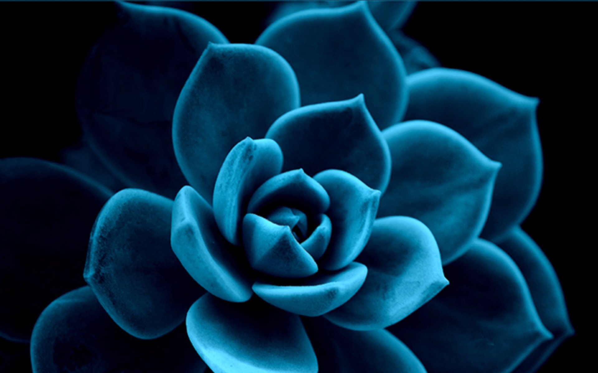 Download Blue Flower Close-up Flower Nature Plant HD Wallpaper ...