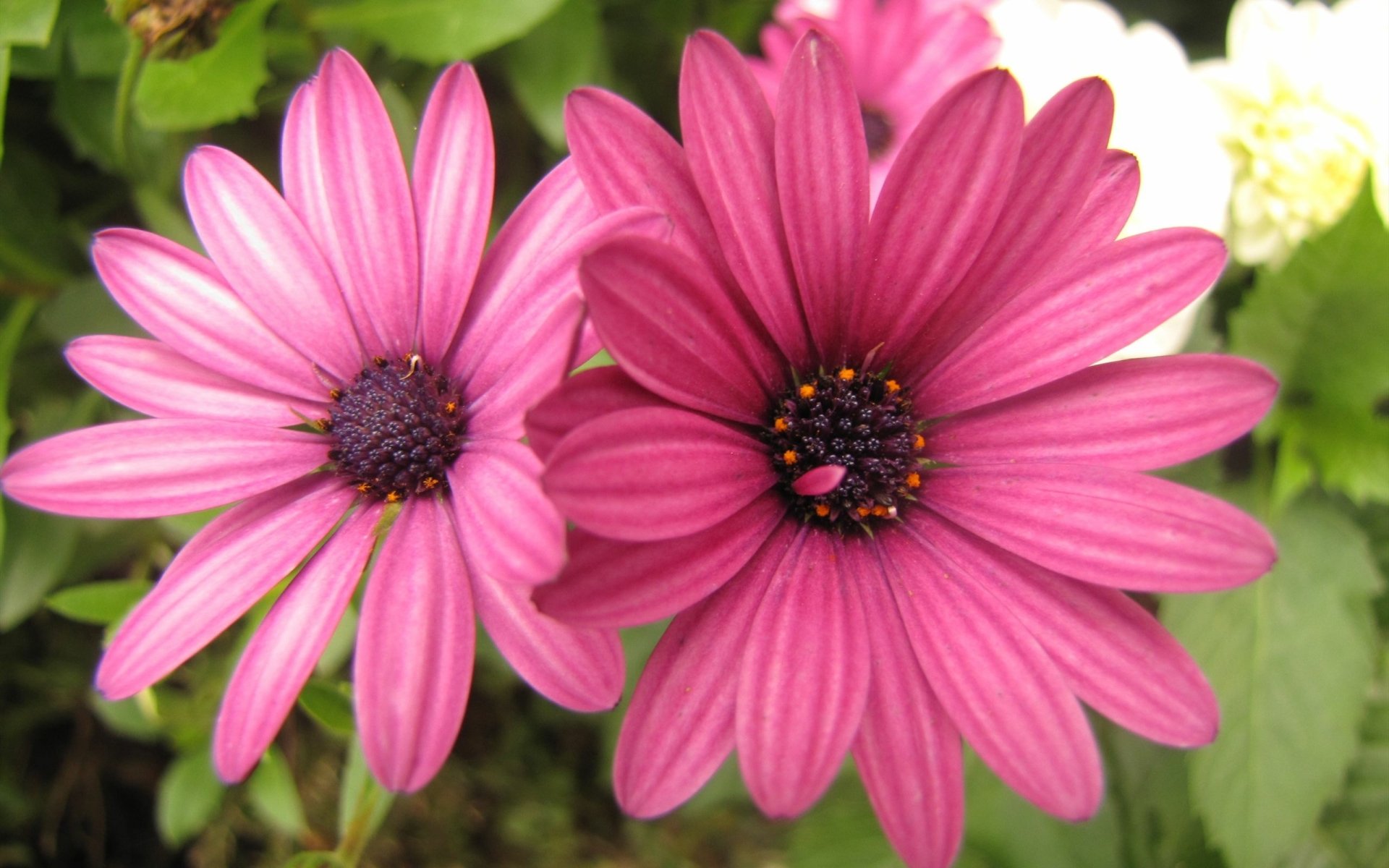 Download Pink Flower Flower Nature Daisy HD Wallpaper