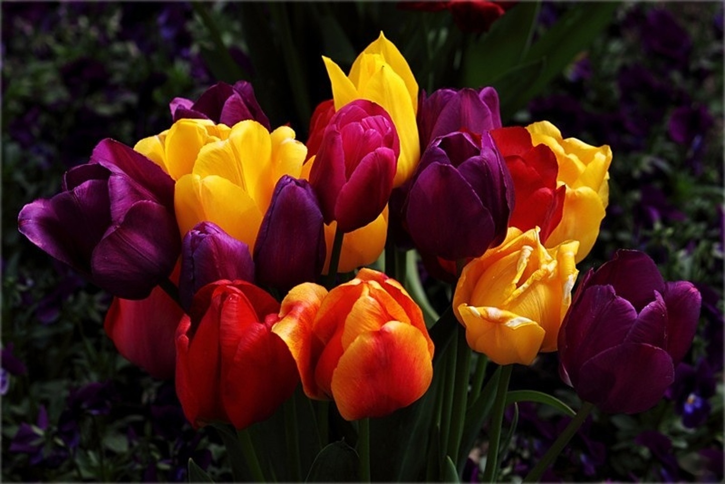 Download Colorful Colors Flower Nature Tulip Wallpaper