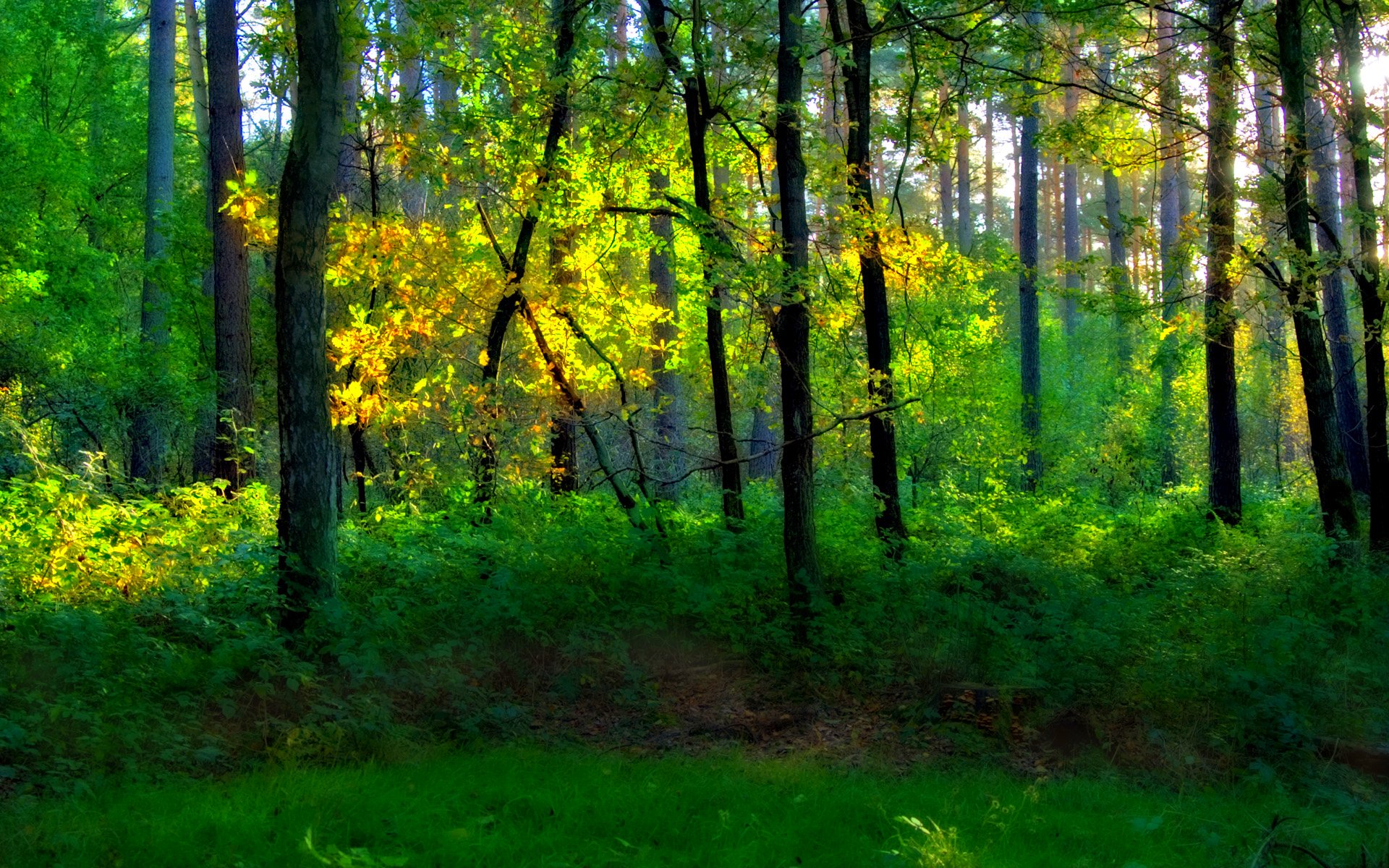 Download Sunshine Green Nature Forest HD Wallpaper