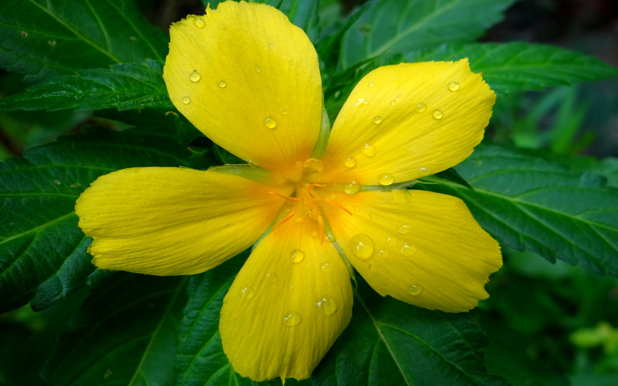 Download Yellow Flower Water Drop Close-up Nature Flower HD Wallpaper