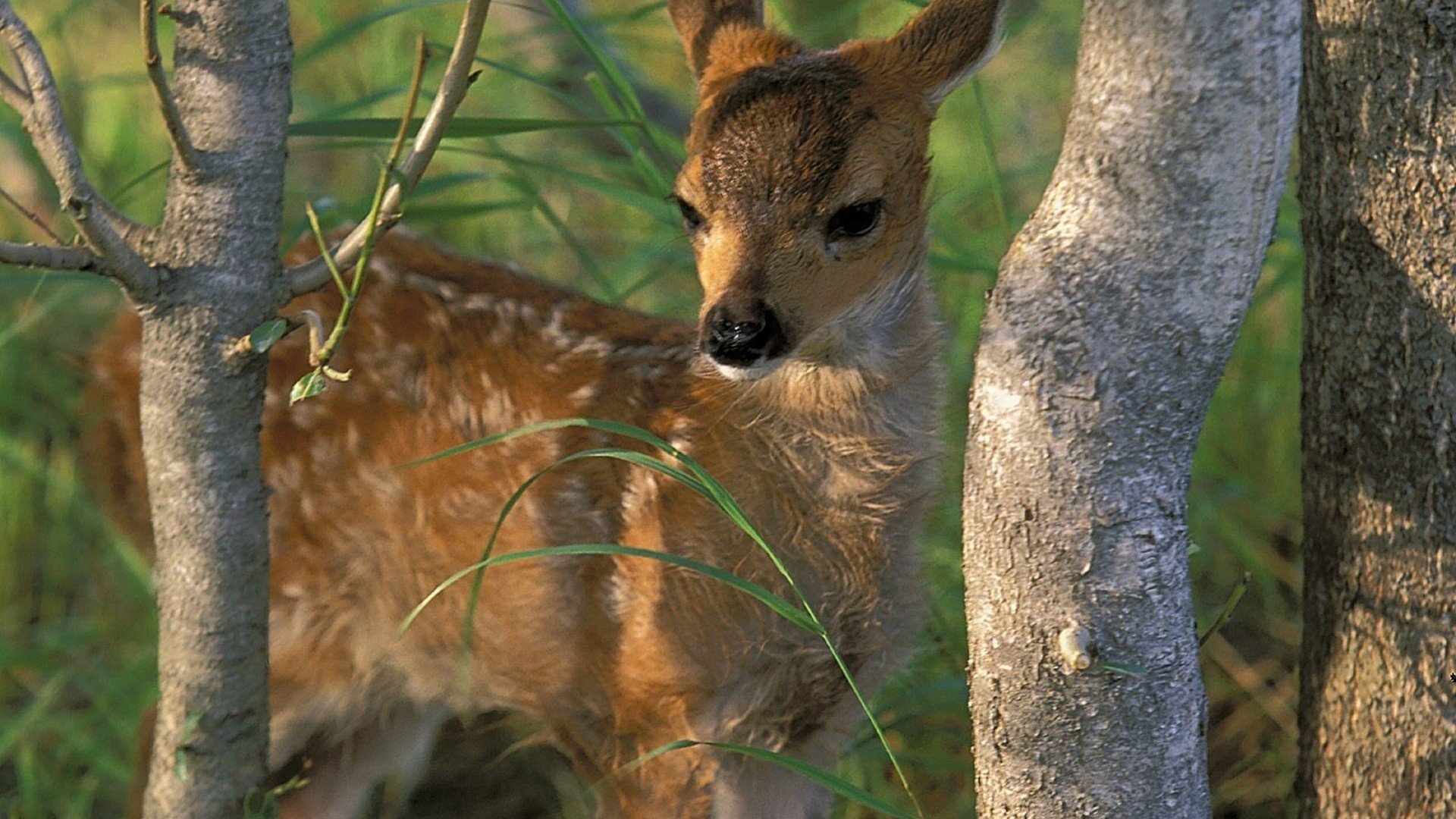 Majestic Fawn in Nature | HD Deer Wildlife Wallpaper