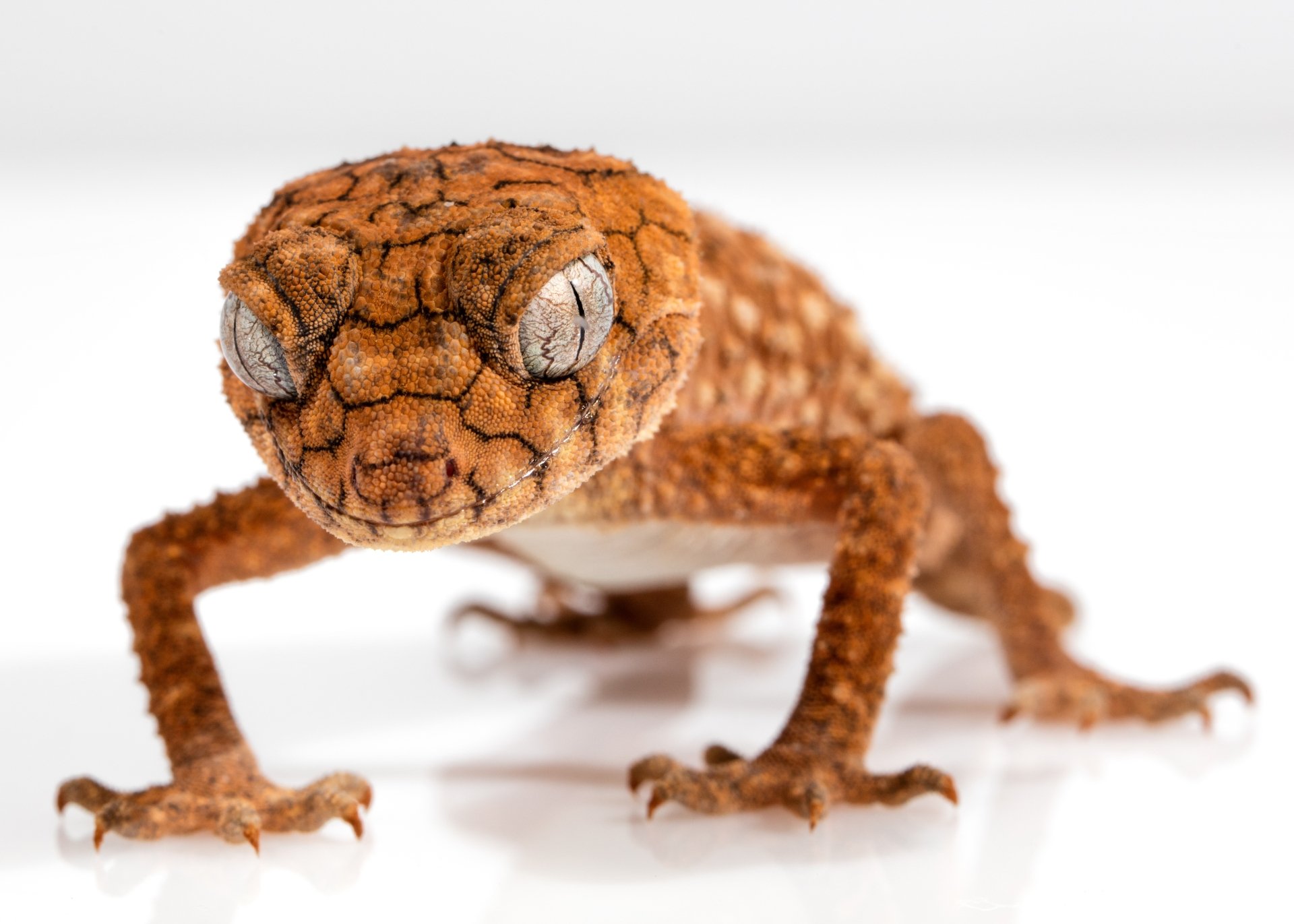 Download Eye Head Close-up Lizard Animal Gecko 4k Ultra HD Wallpaper by ...