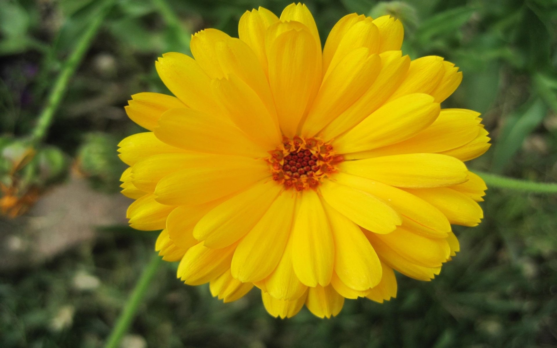 Bright Yellow Flower