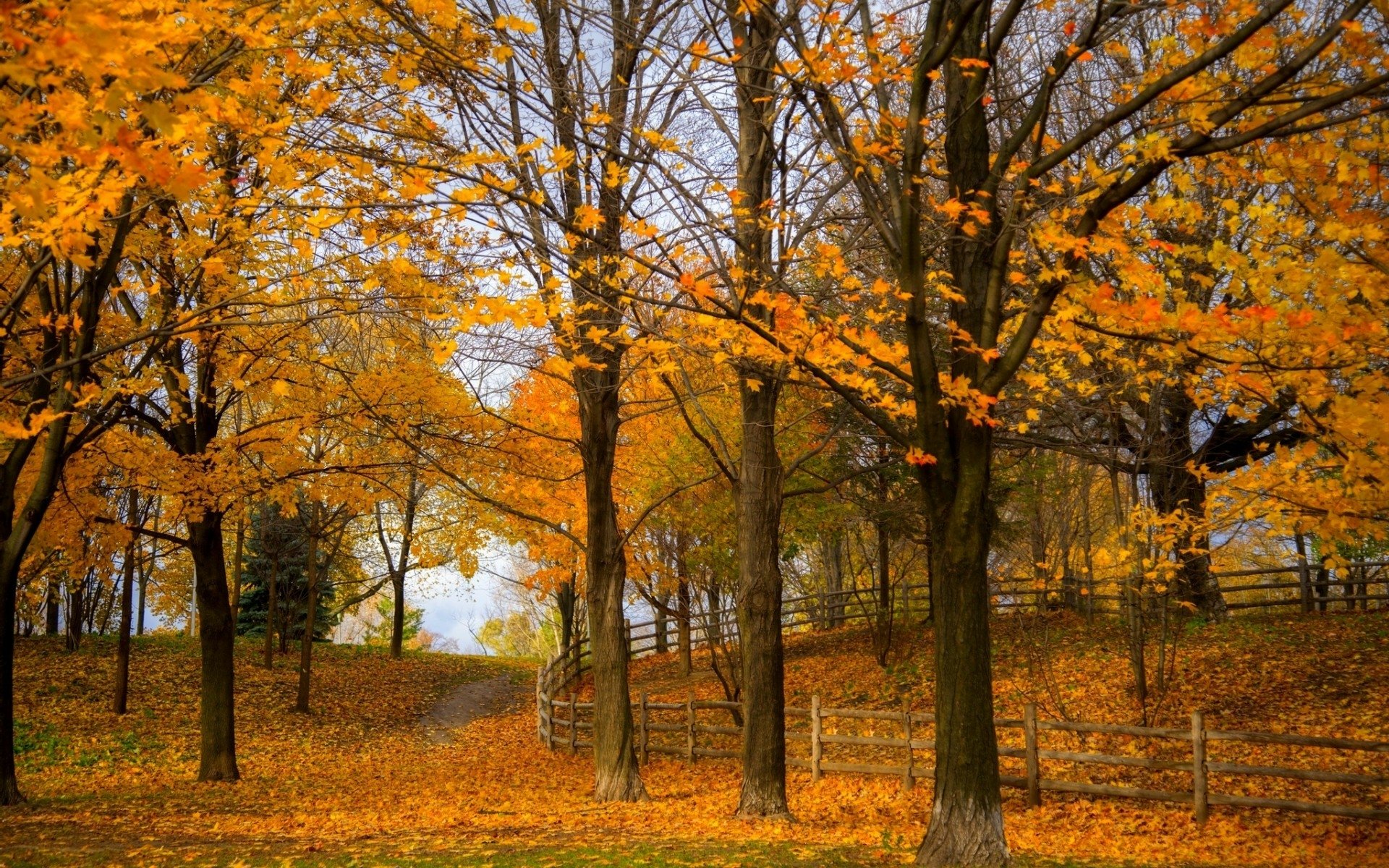 Download Fall Tree Fence Photography Park HD Wallpaper | 1920x1200 ...
