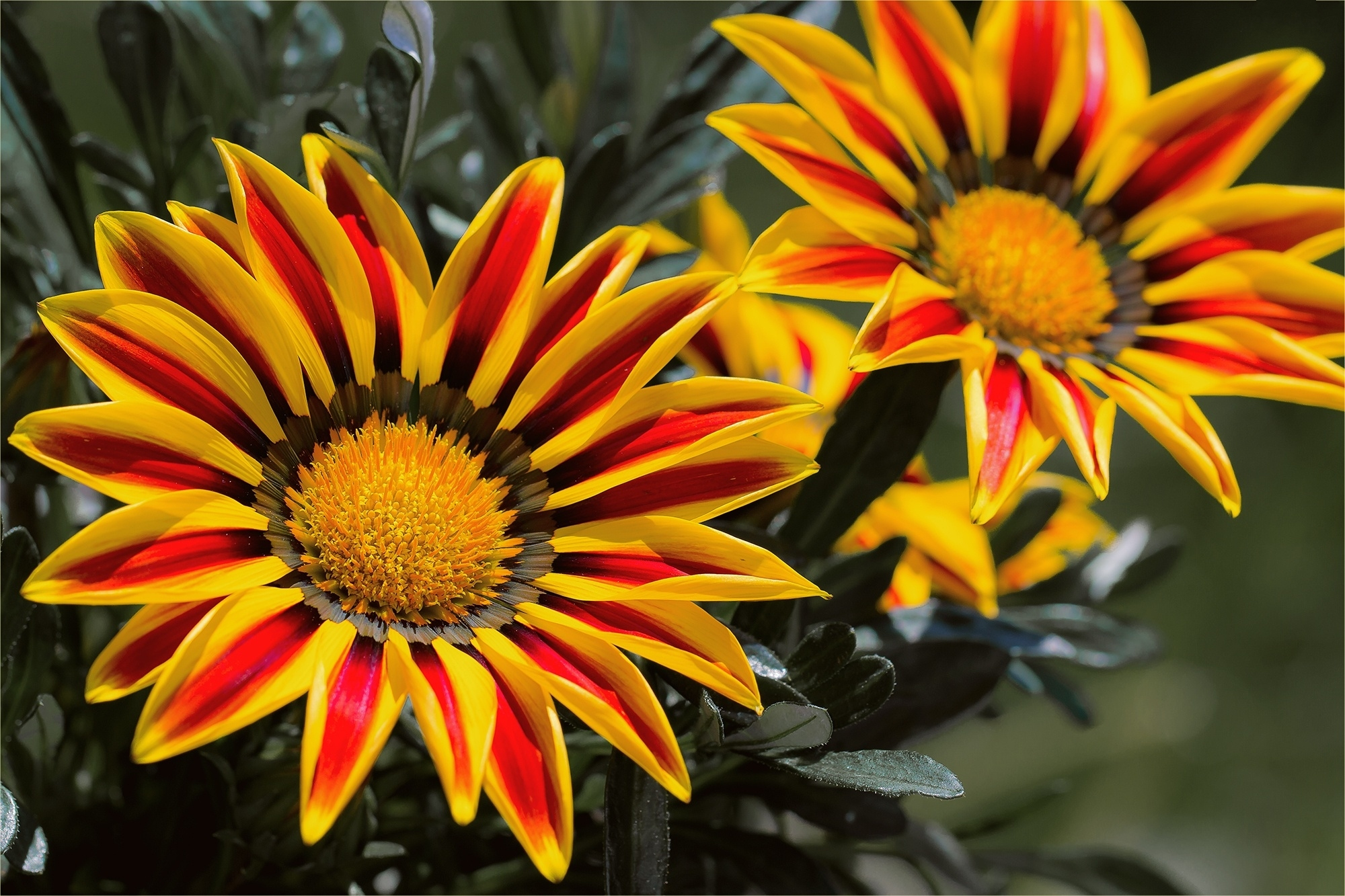 Colorful Gazanias