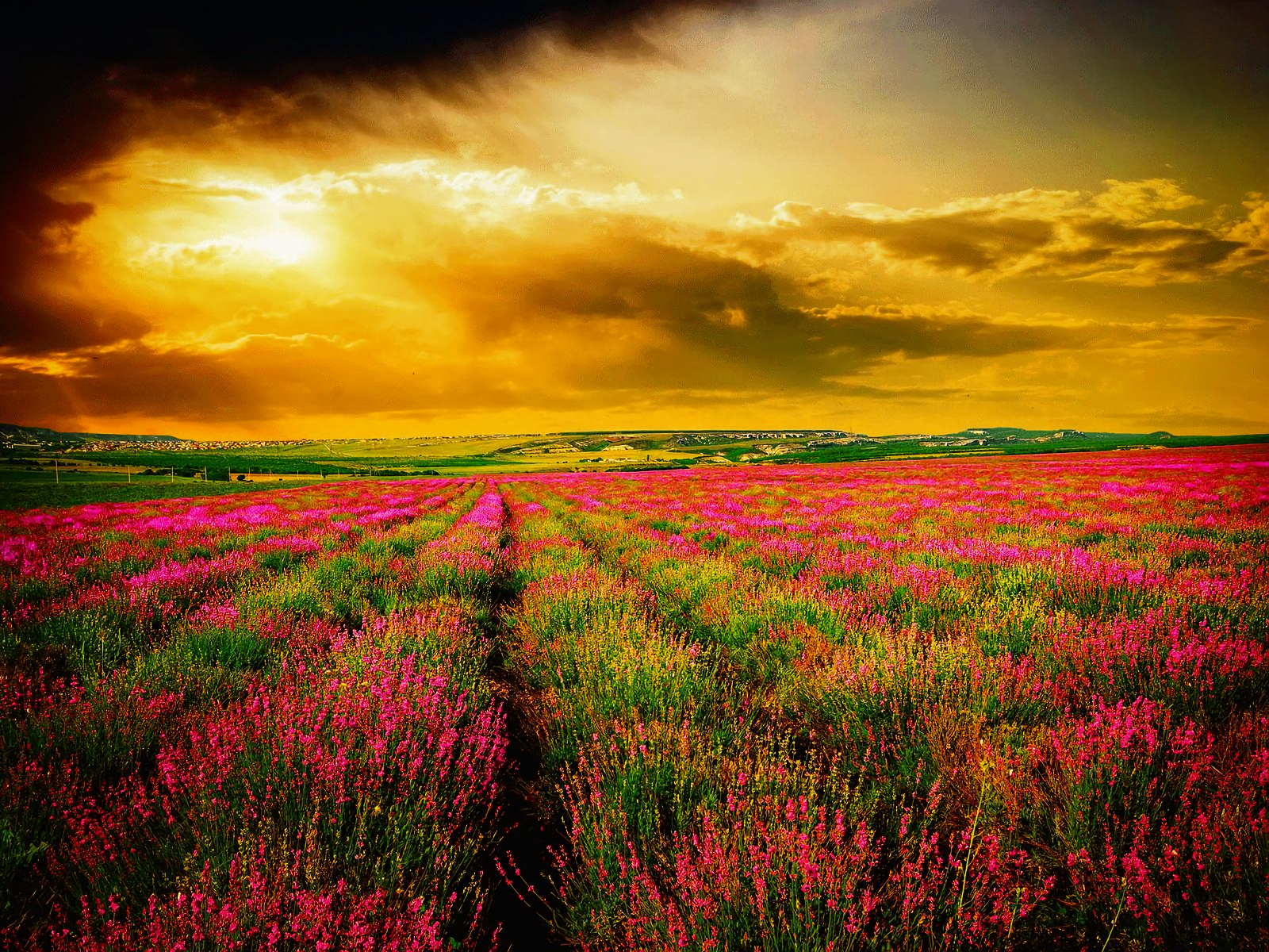 Download Landscape Cloud Sunset Pink Flower Nature Field Wallpaper