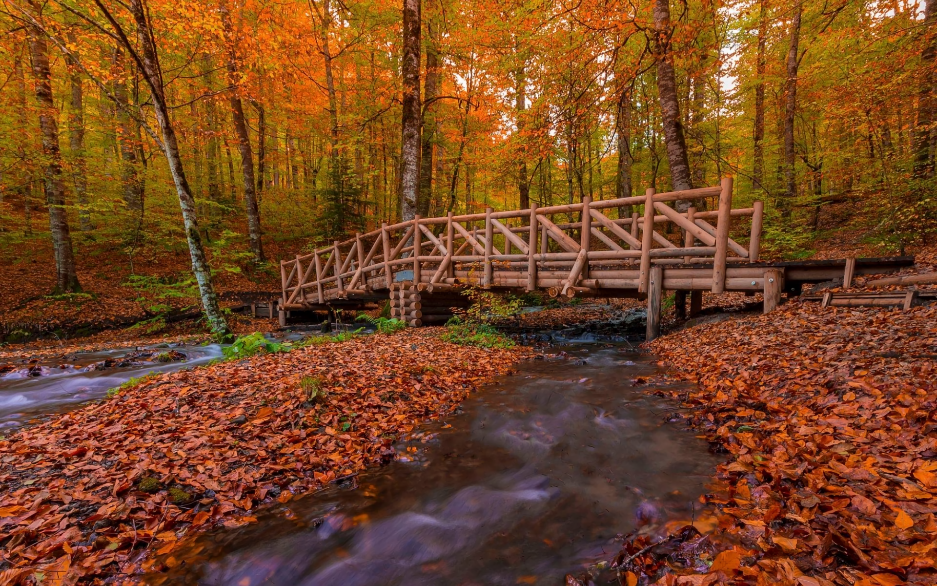 Bridge In Forest Hd