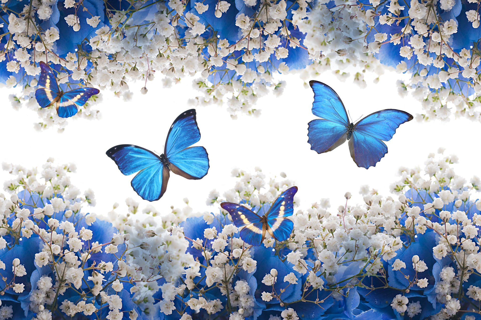 Blue Butterflies Dance Over White Floral Dream – HD Artistic Wallpaper