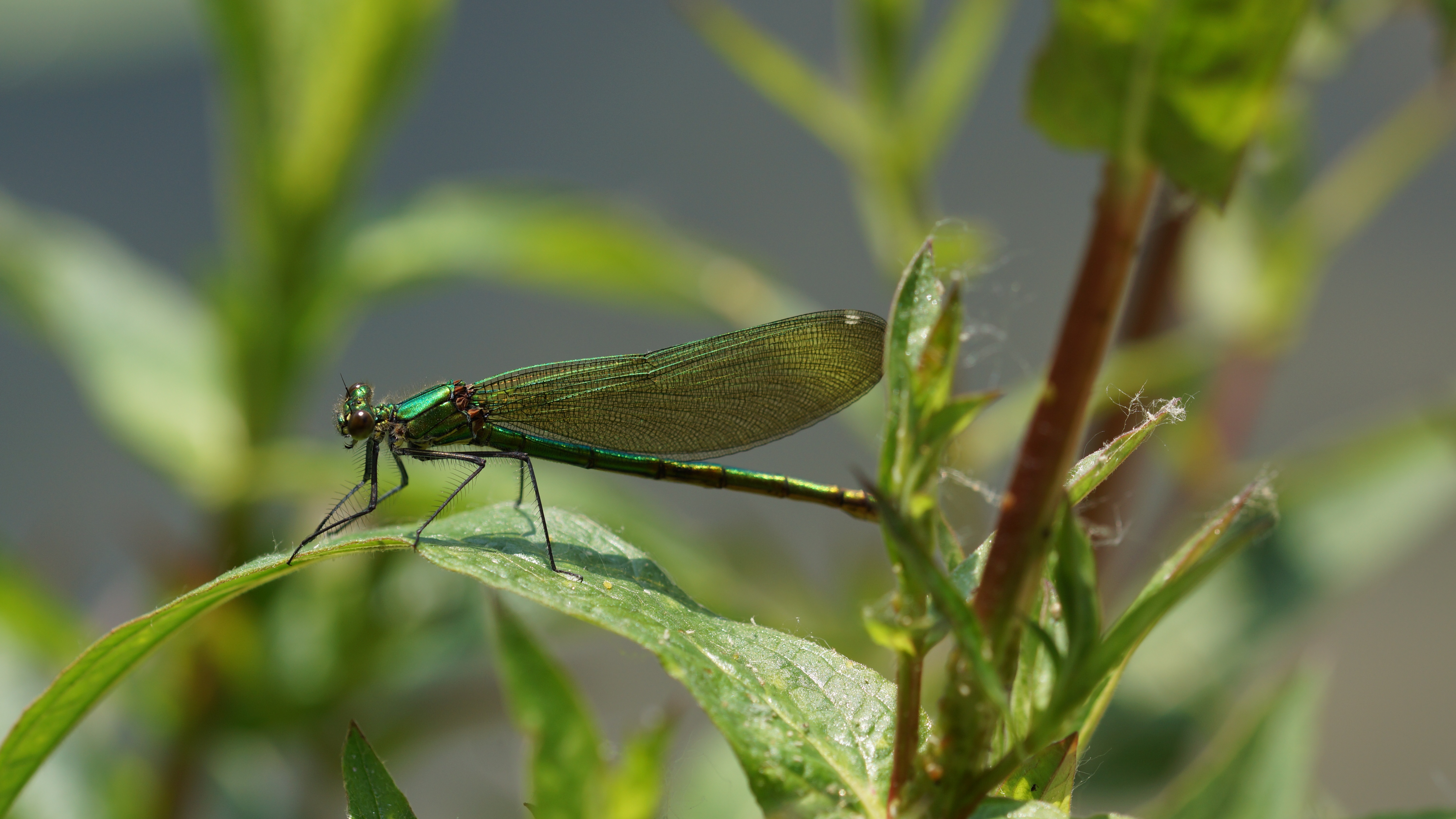 Download Blur Leaf Green Insect Animal Dragonfly 4k Ultra HD Wallpaper ...