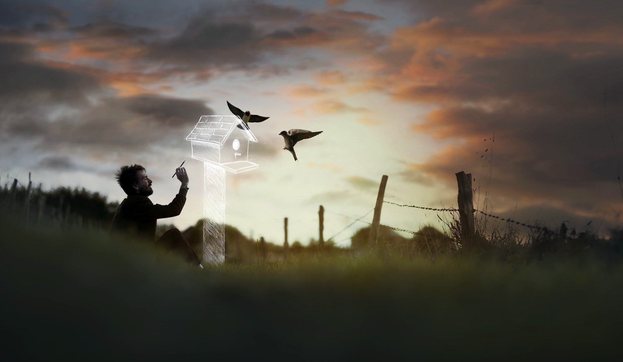 Download Bird Photography Manipulation HD Wallpaper