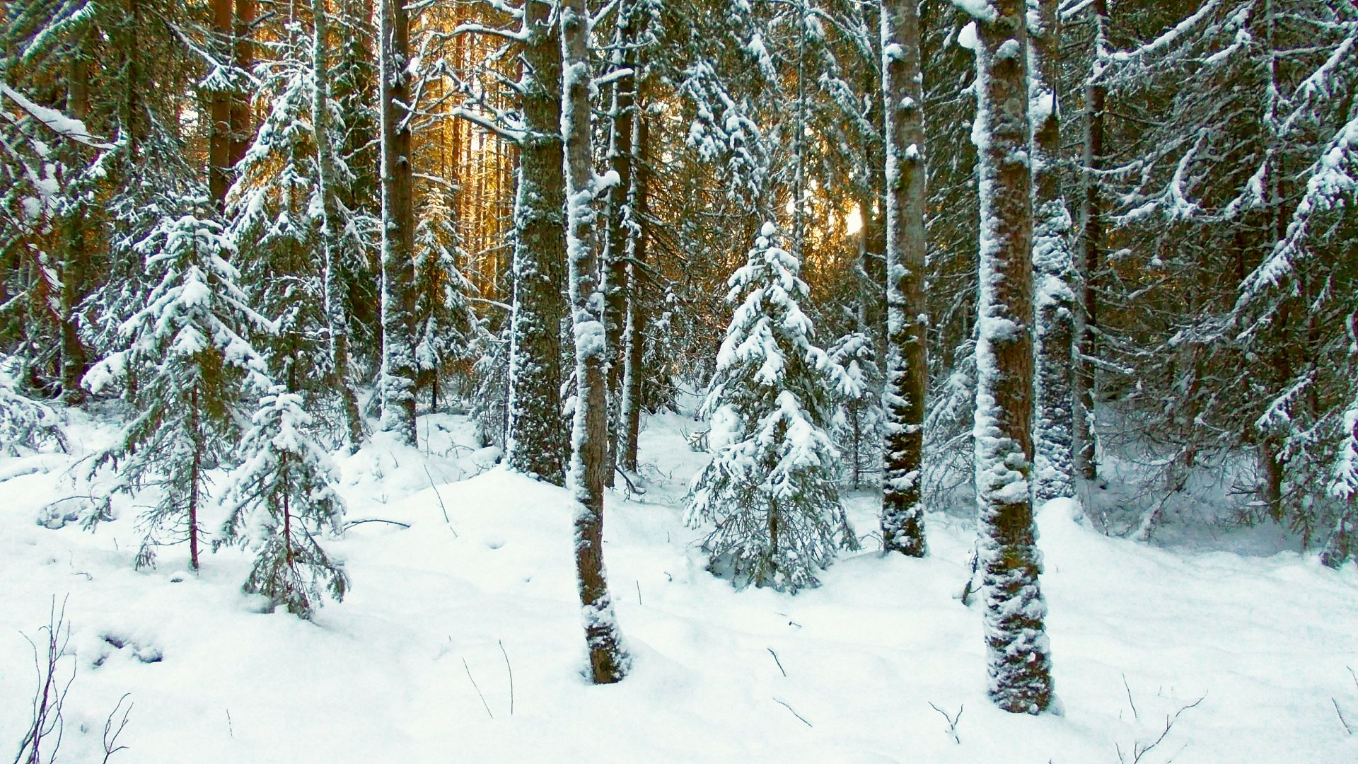 Download Tree Snow Forest Nature Winter HD Wallpaper | 3200x1800 ...