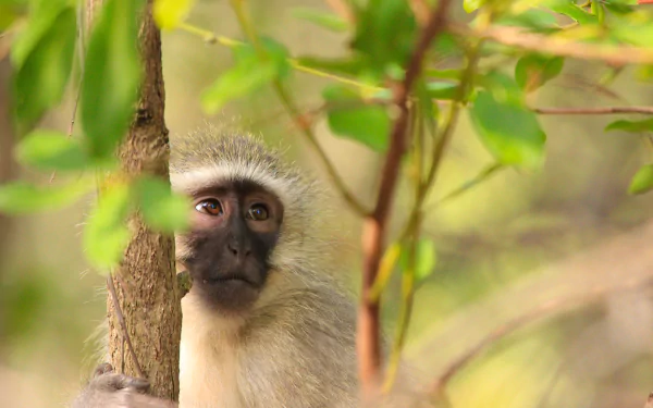 [80+] Monkey 4k Wallpapers