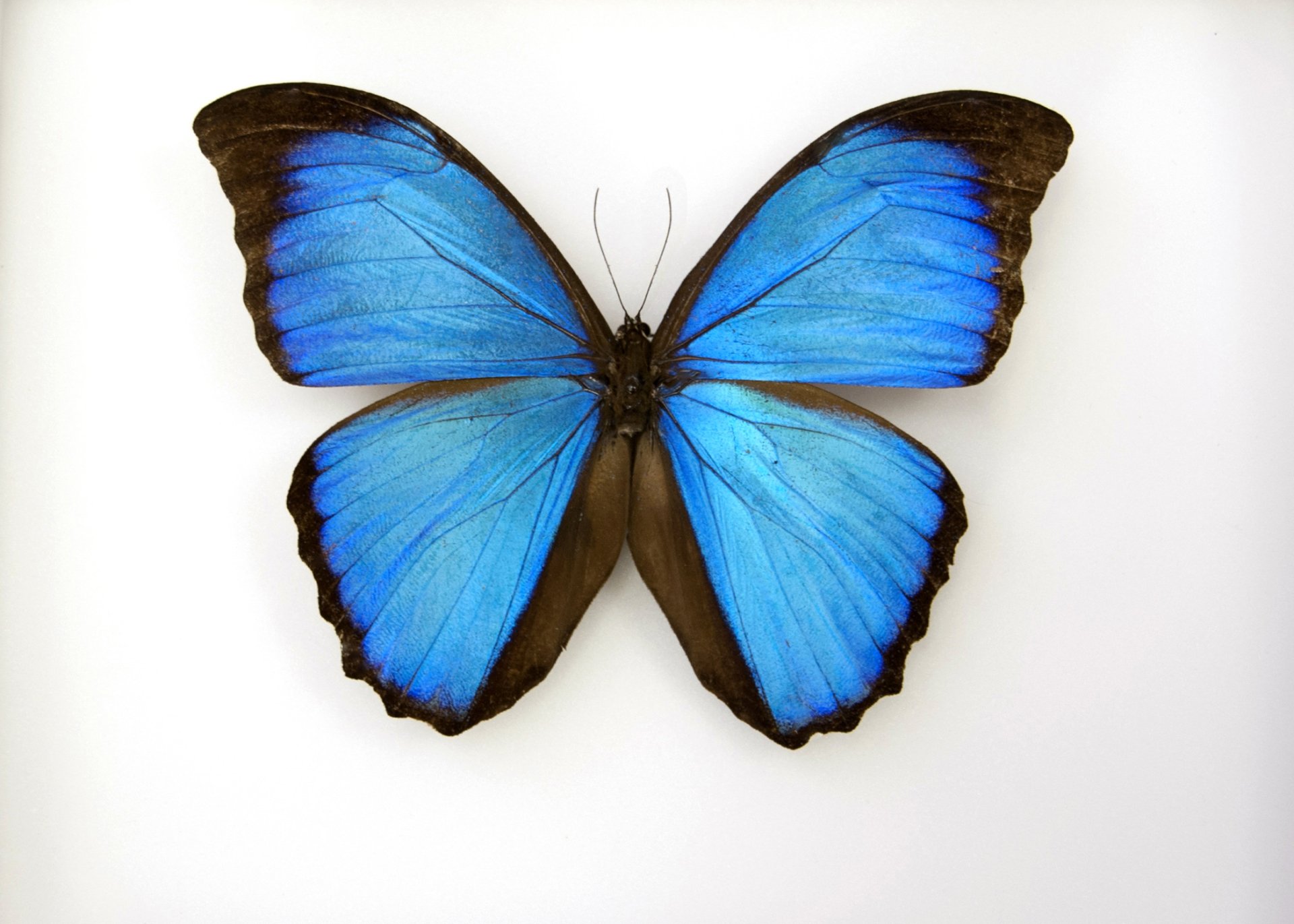 Download Blue Animal Butterfly HD Wallpaper