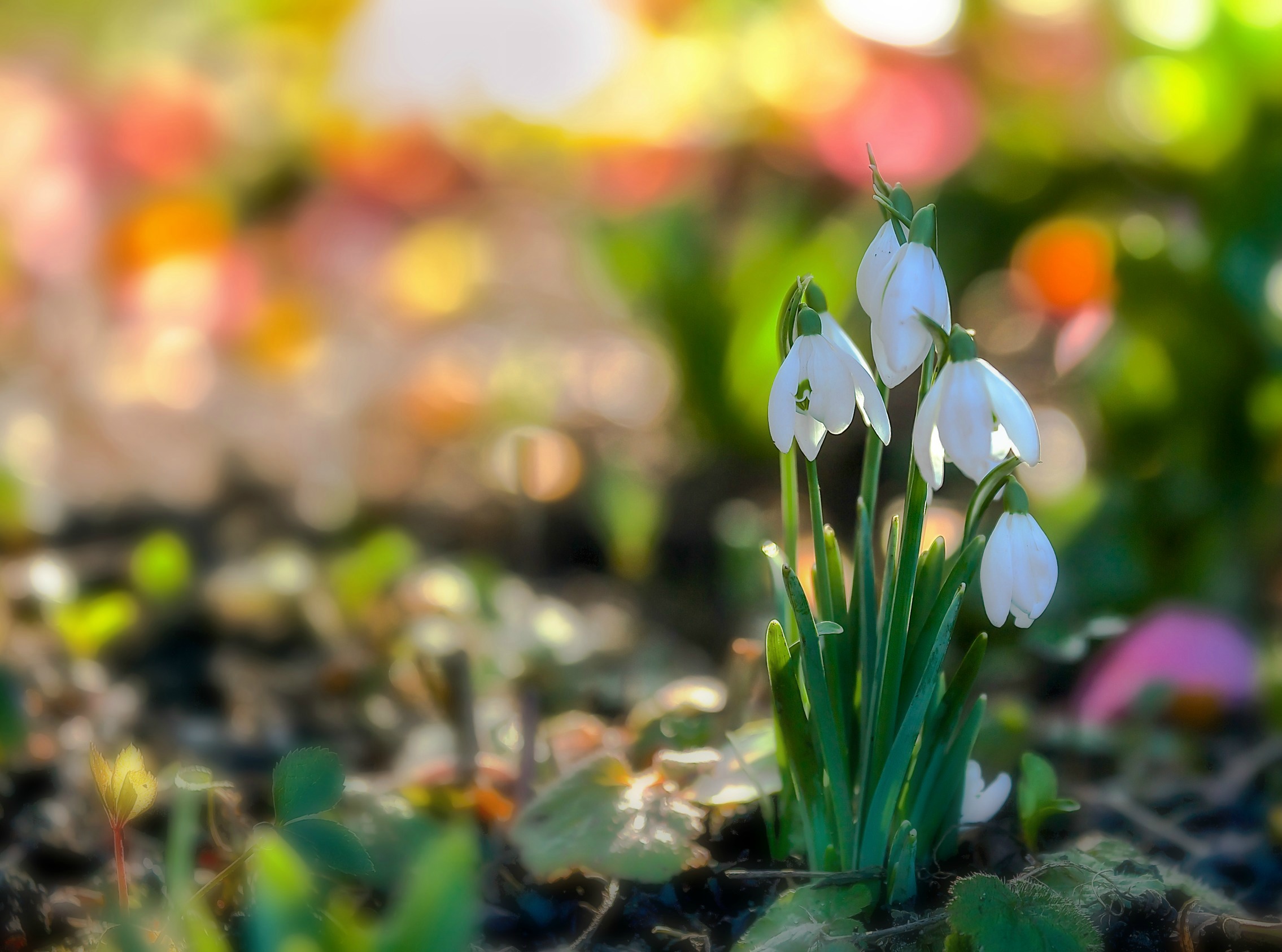 Download Bokeh Nature White Flower Flower Snowdrop HD Wallpaper by ...