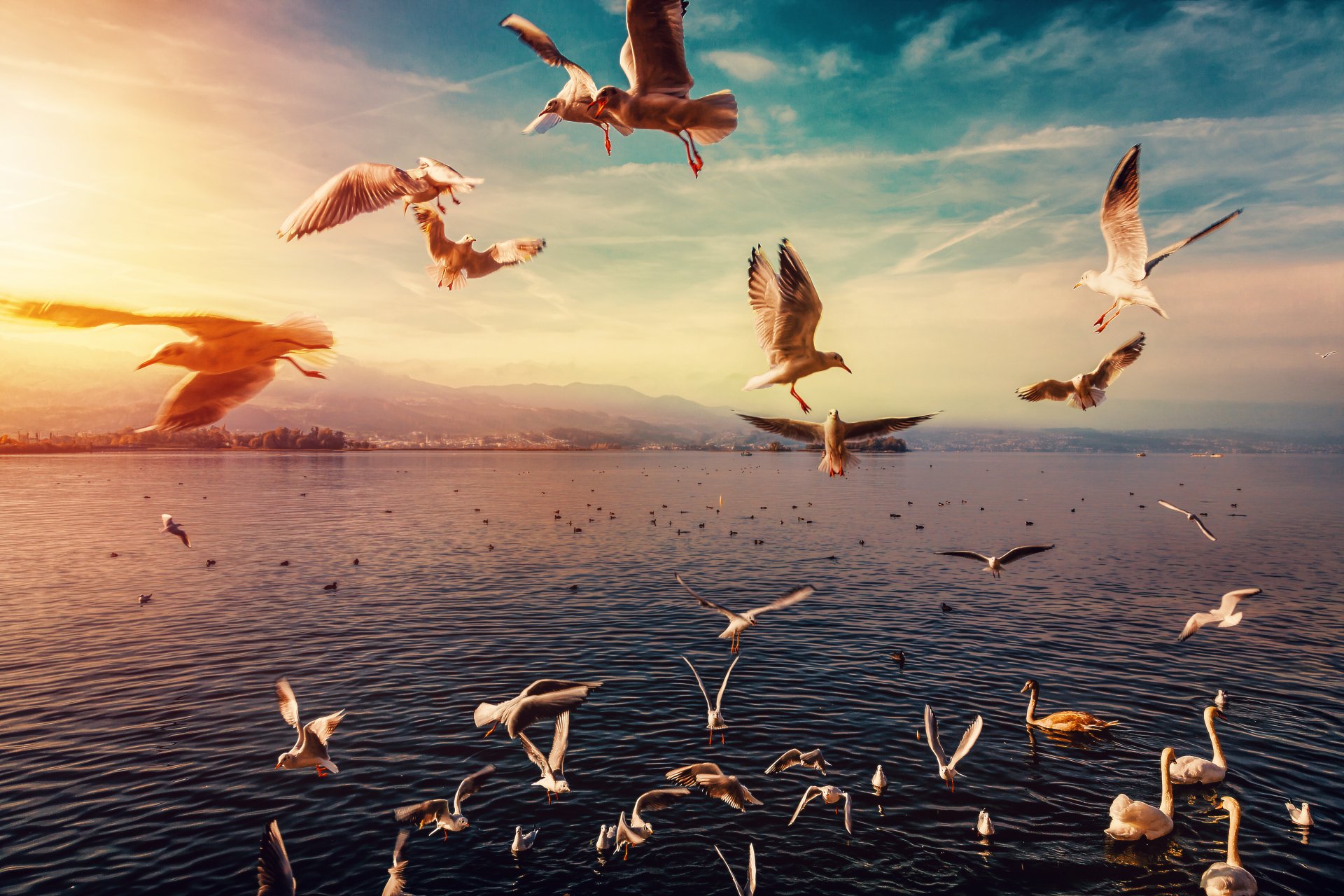Download Sunset Glow Swan Lake Animal Seagull 4k Ultra HD Wallpaper