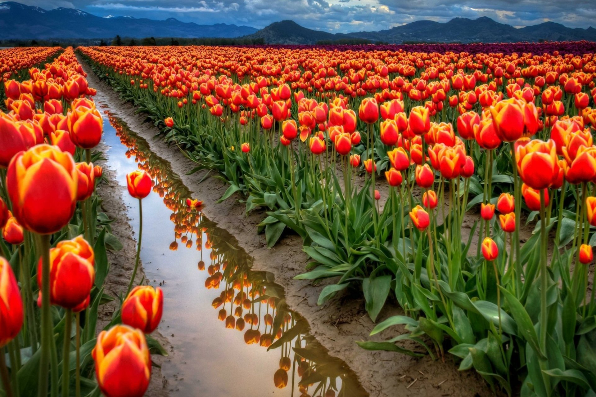Download Orange Flower Field Flower Nature Tulip HD Wallpaper