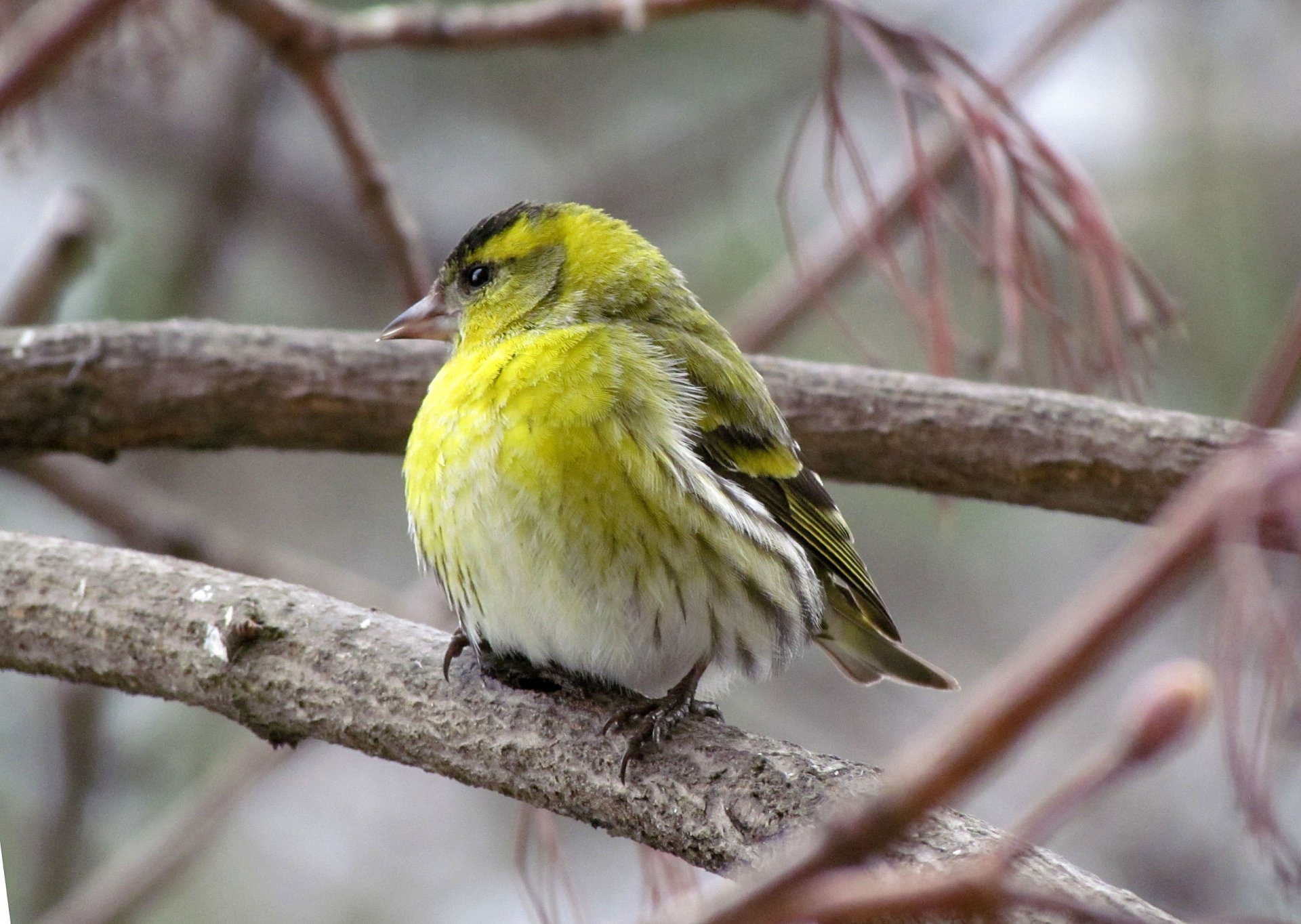 Download Eurasian Siskin Animal Bird HD Wallpaper
