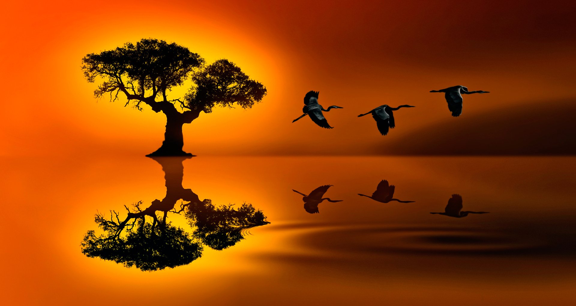 Download Sunset Flying Tree Reflection Crane (bird) HD Wallpaper