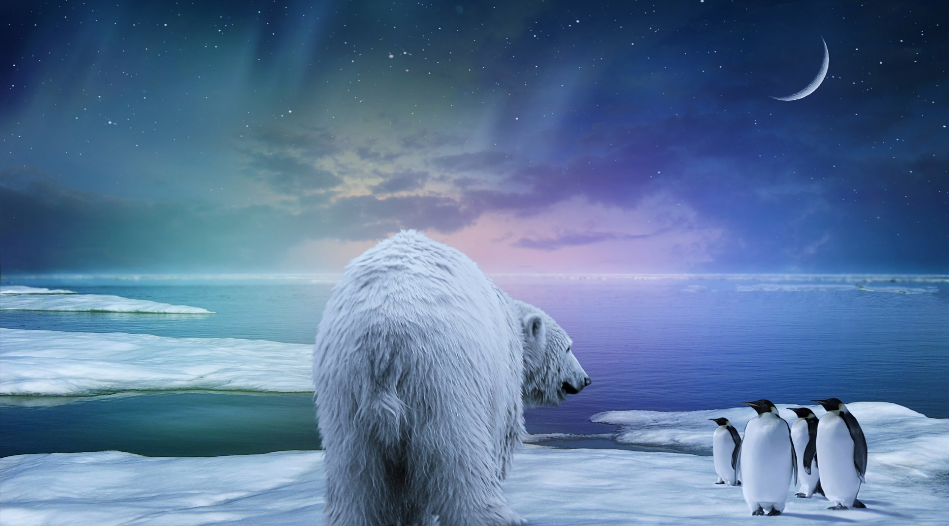 Download Bear Star Moon Sky Penguin Polar Bear Snow Winter Artistic ...