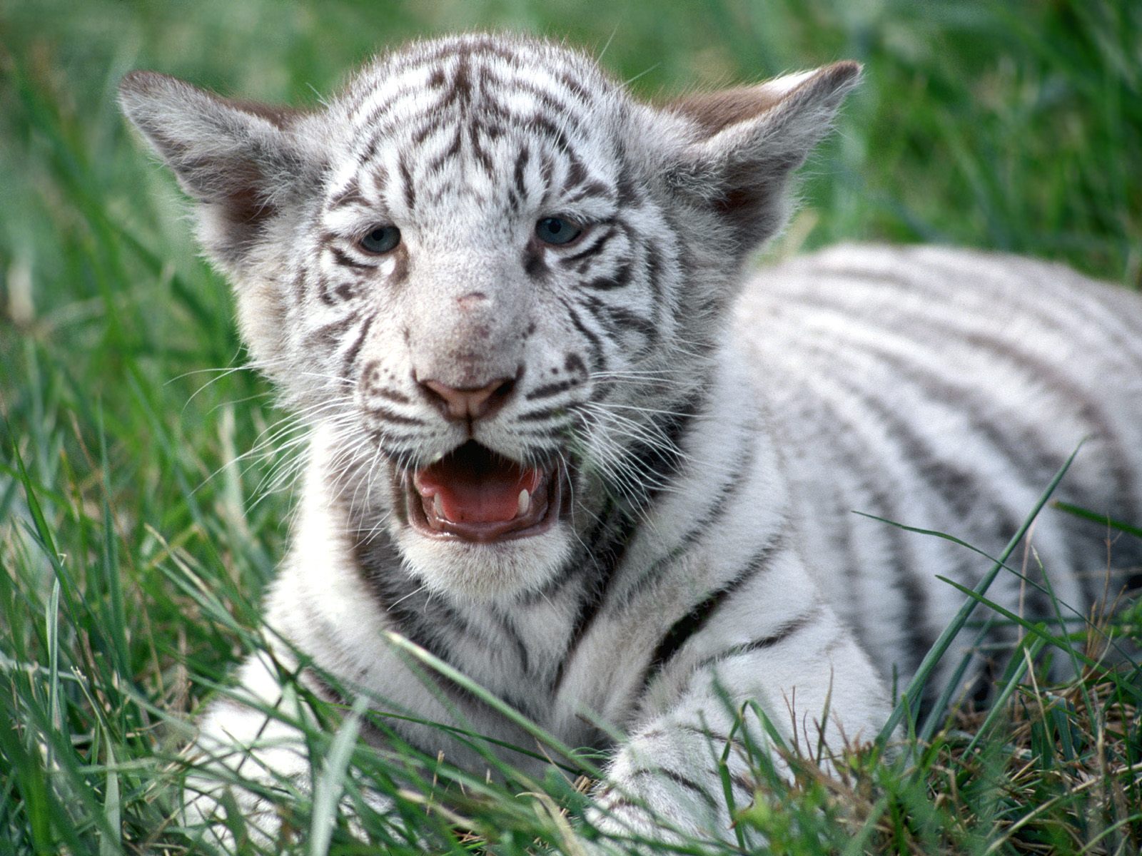 Download Animal White Tiger Wallpaper