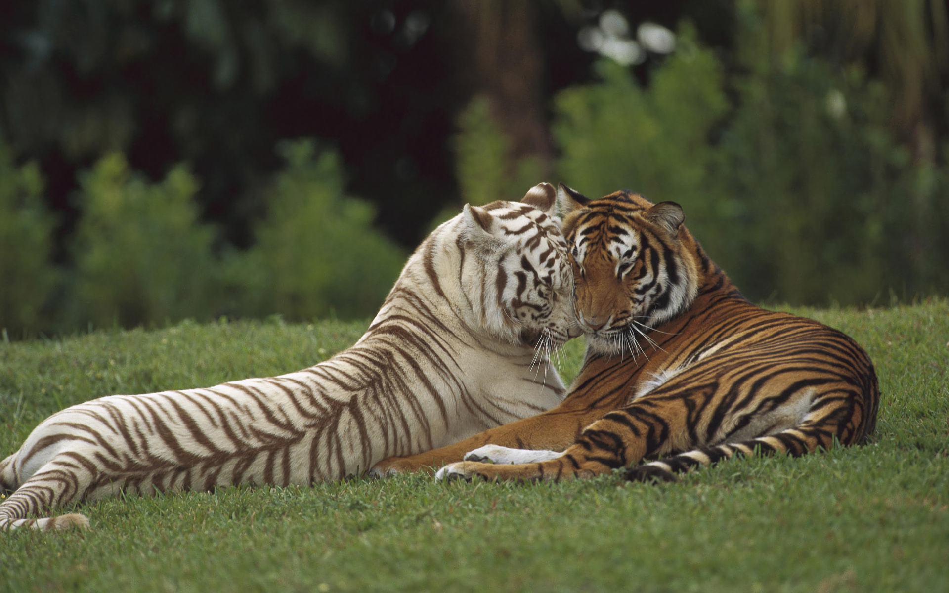 White Tiger Love