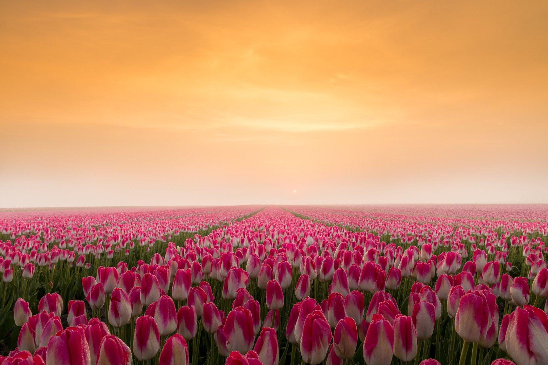 Download Horizon Pink Flower Sunrise Field Nature Tulip HD Wallpaper