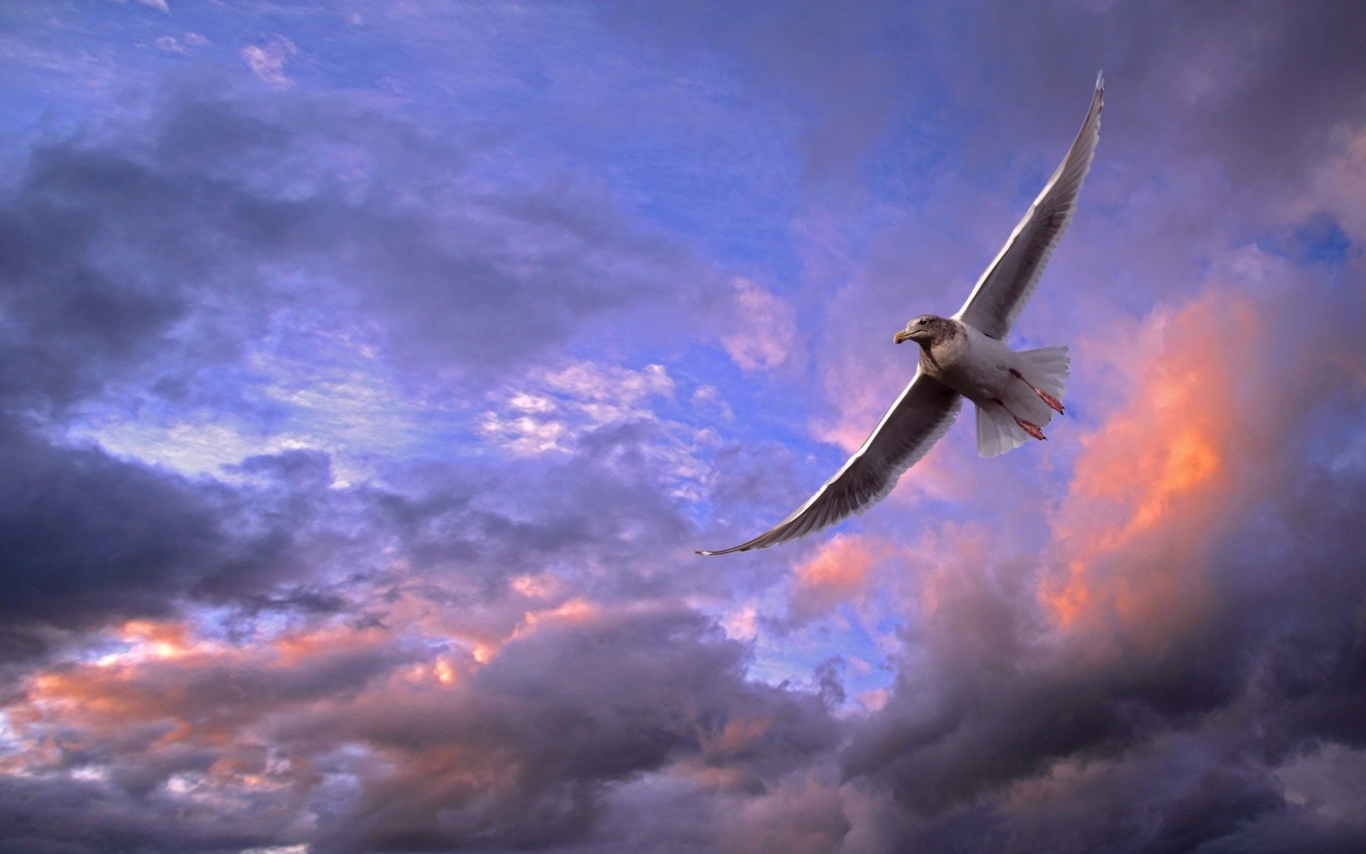 Flying Falcon Wallpaper Bird Flying Background, Colorful Bird, Bird,