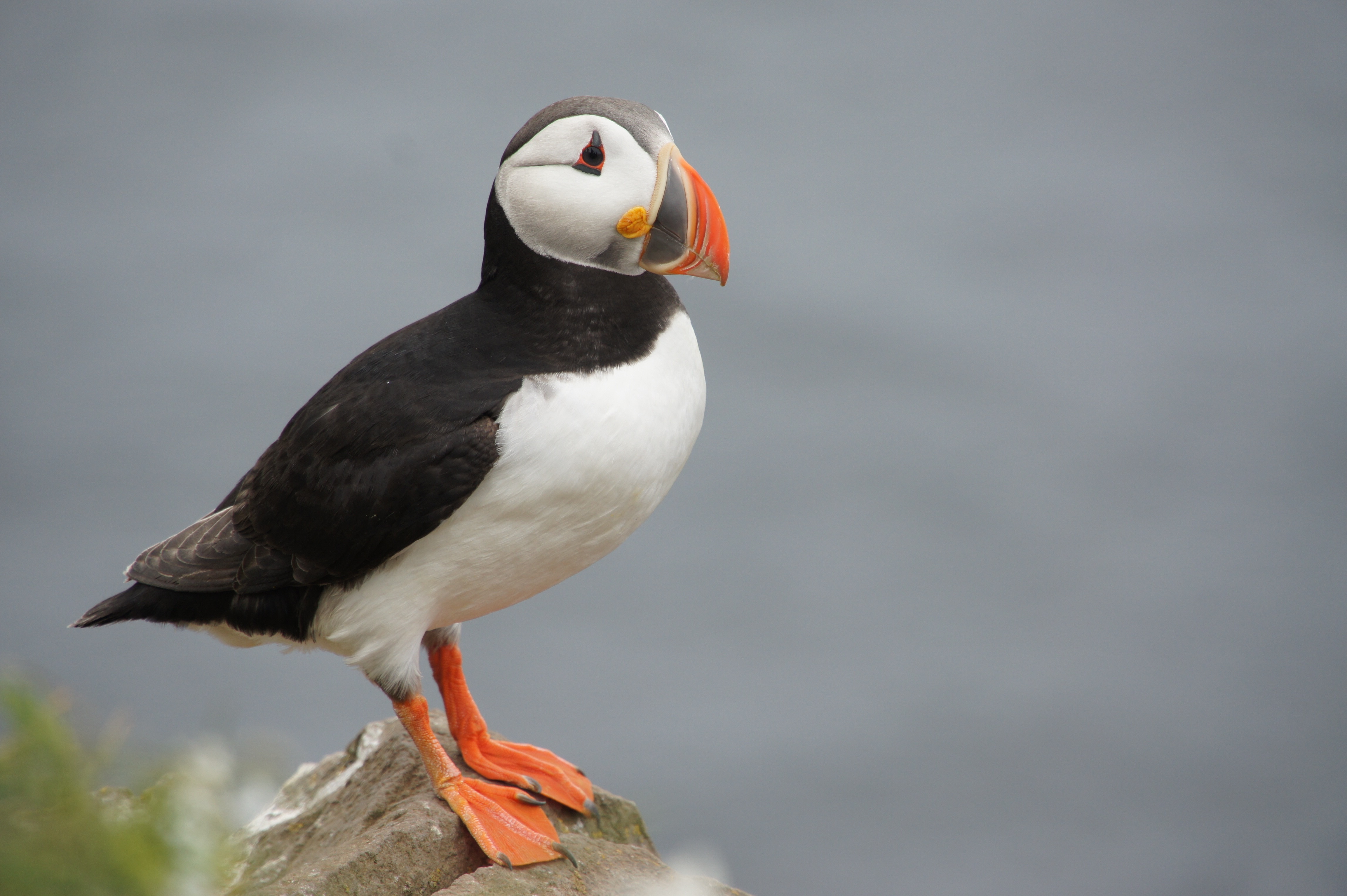 Download Bird Animal Puffin 4k Ultra HD Wallpaper by famhud