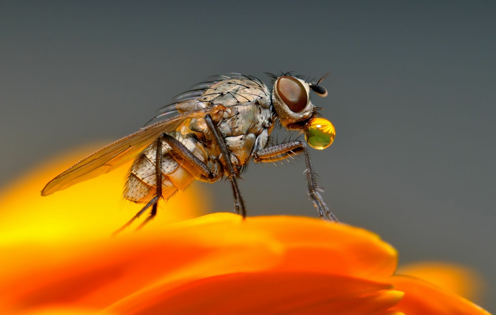 Download Insect Macro Animal Fly HD Wallpaper