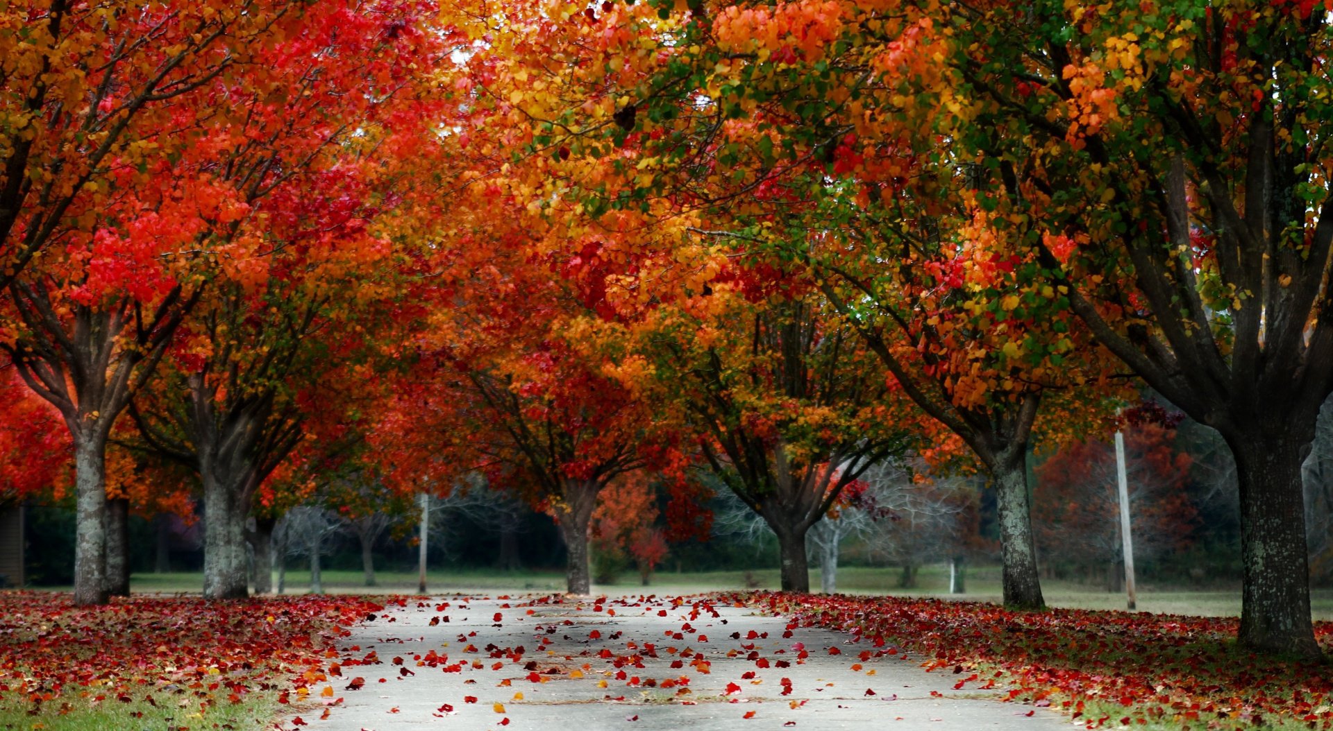 Download Leaf Fall Tree Earth Photography Park Wallpaper