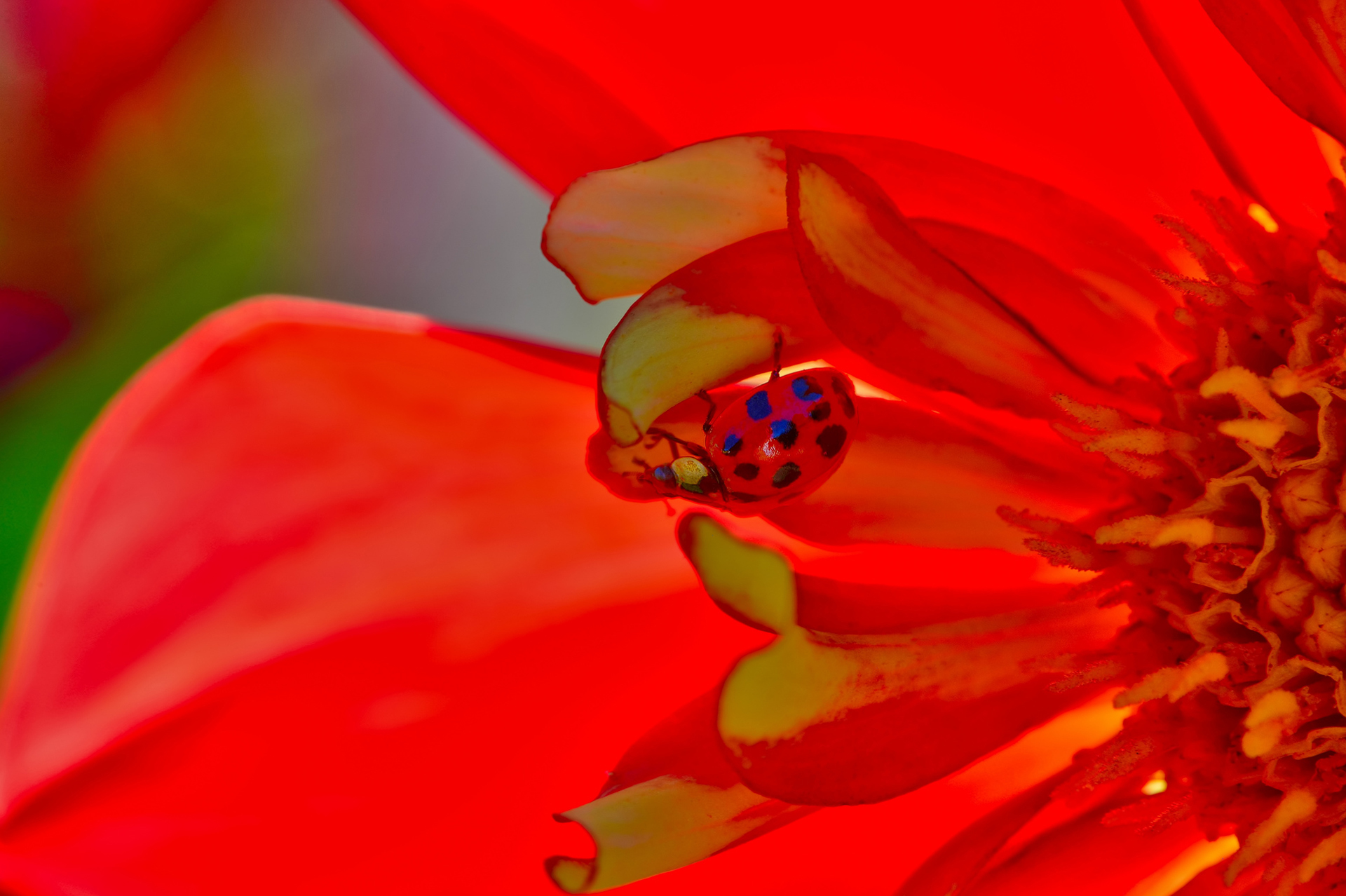Download Red Flower Macro Insect Animal Ladybug HD Wallpaper
