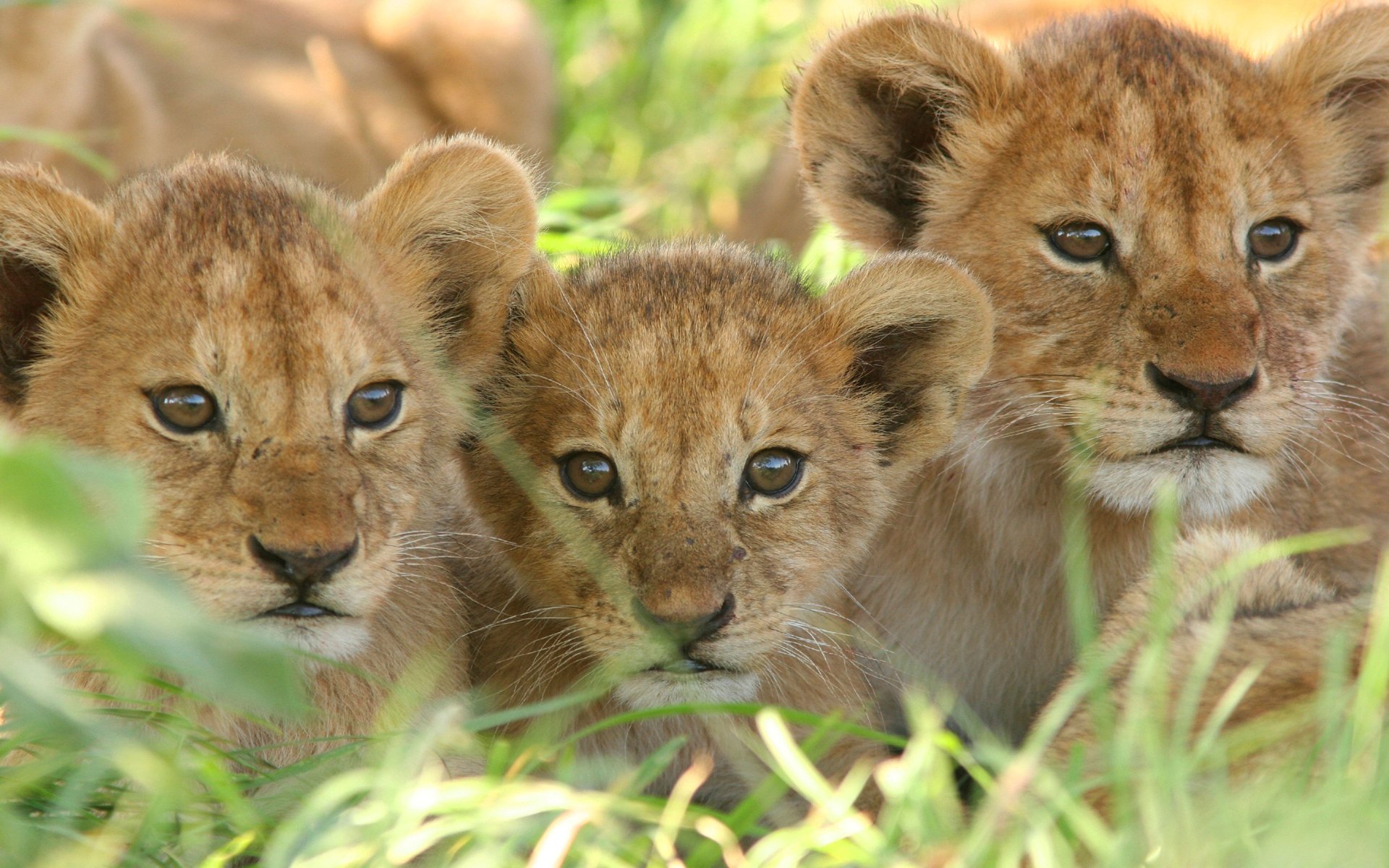 Cute Lion Cubs in 4K Ultra HD Wallpaper